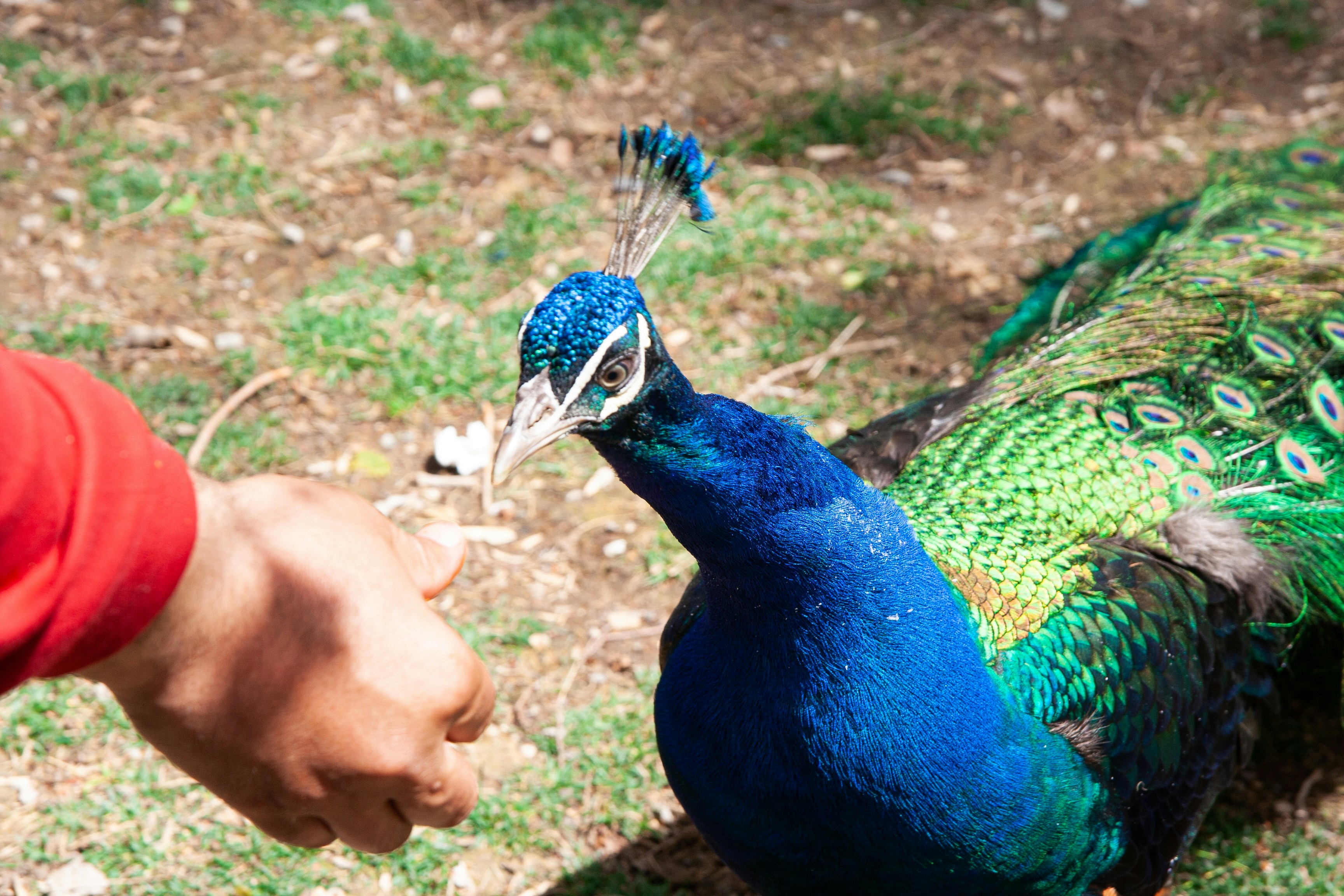 A blue and green peacock standing next to a person photo – Free Animal ...