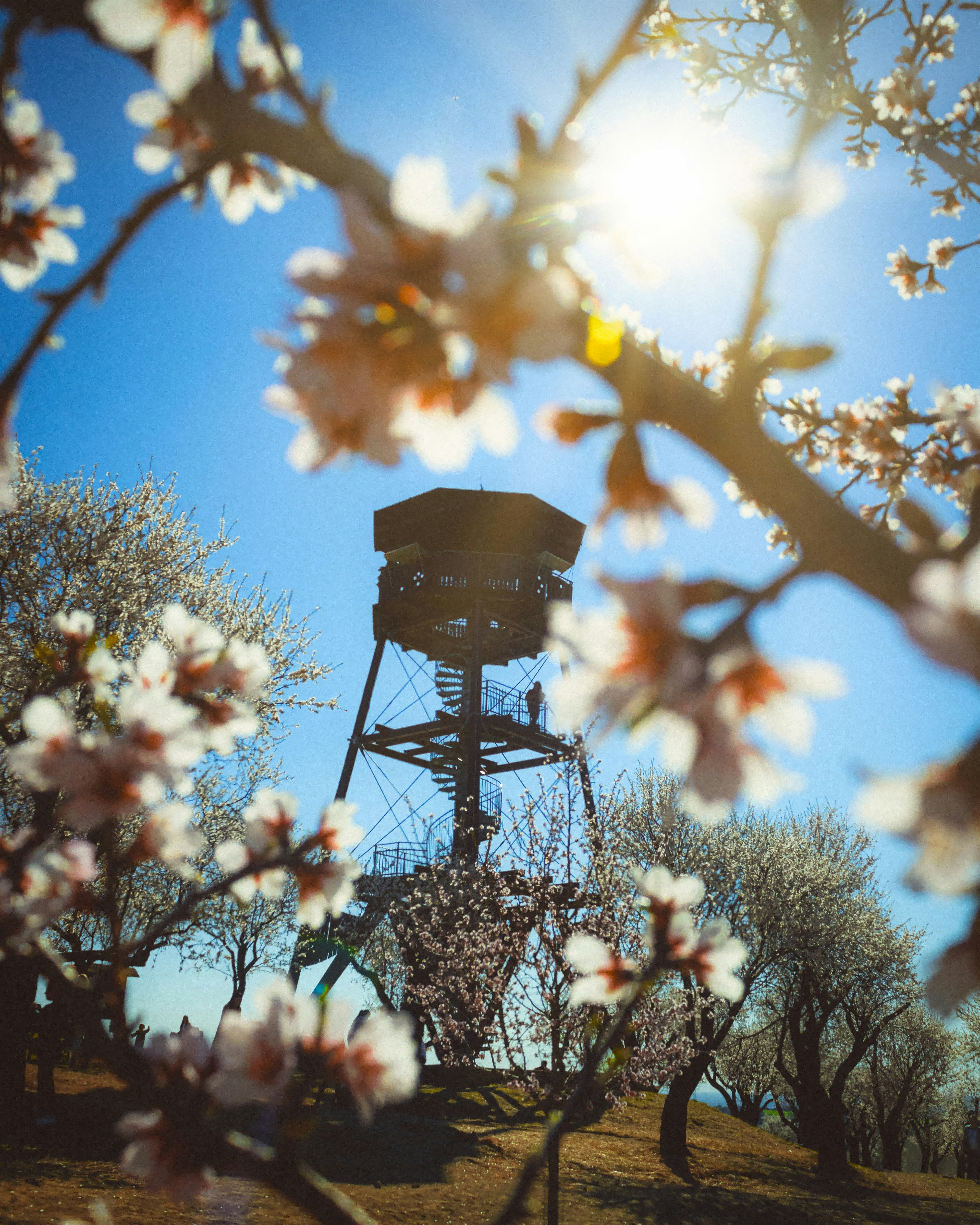 Blossoms Framing a Watchtower Under a Brilliant Sky