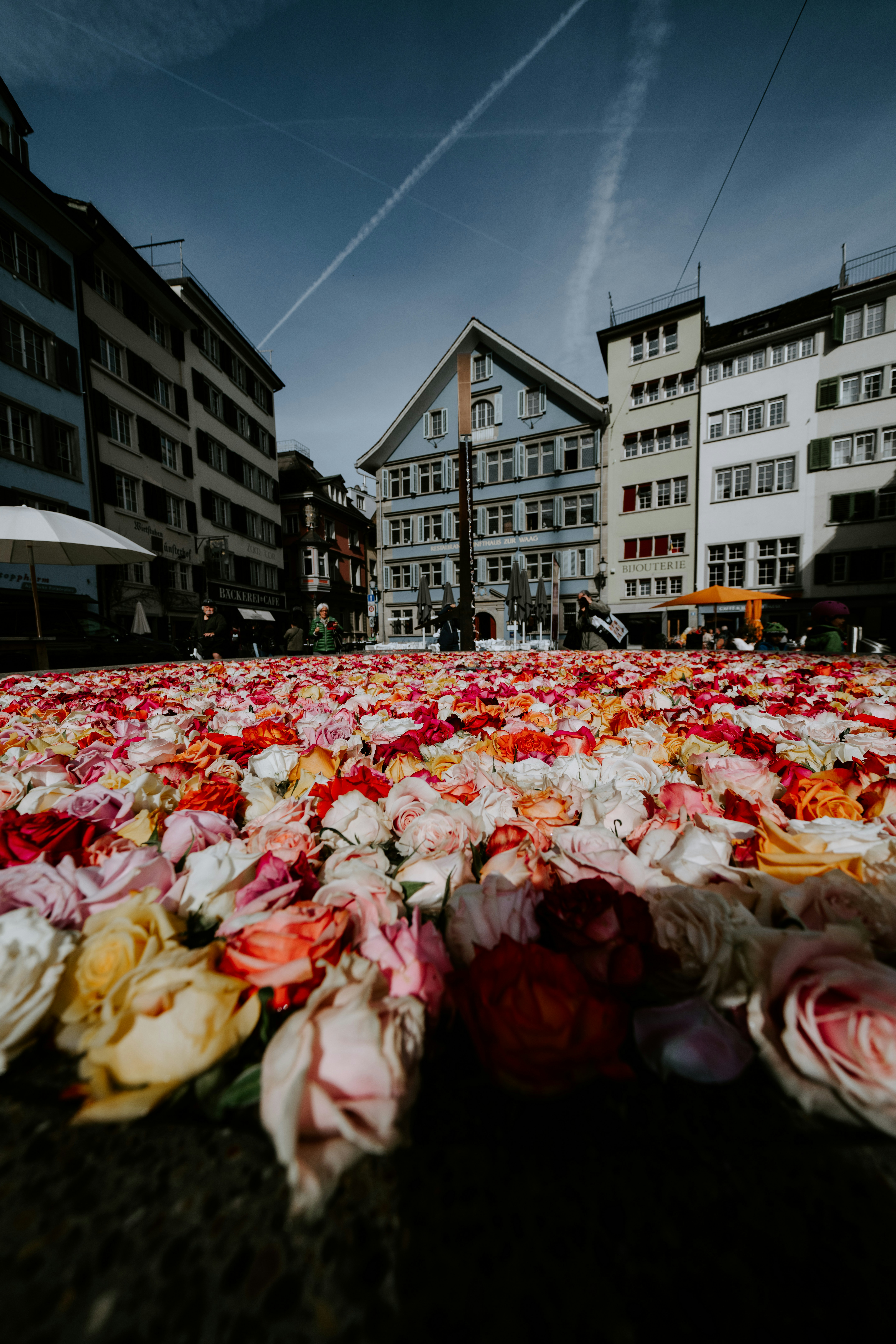 Roses on the Plaza: A Color Carpet Framing a Central Gabled Facade