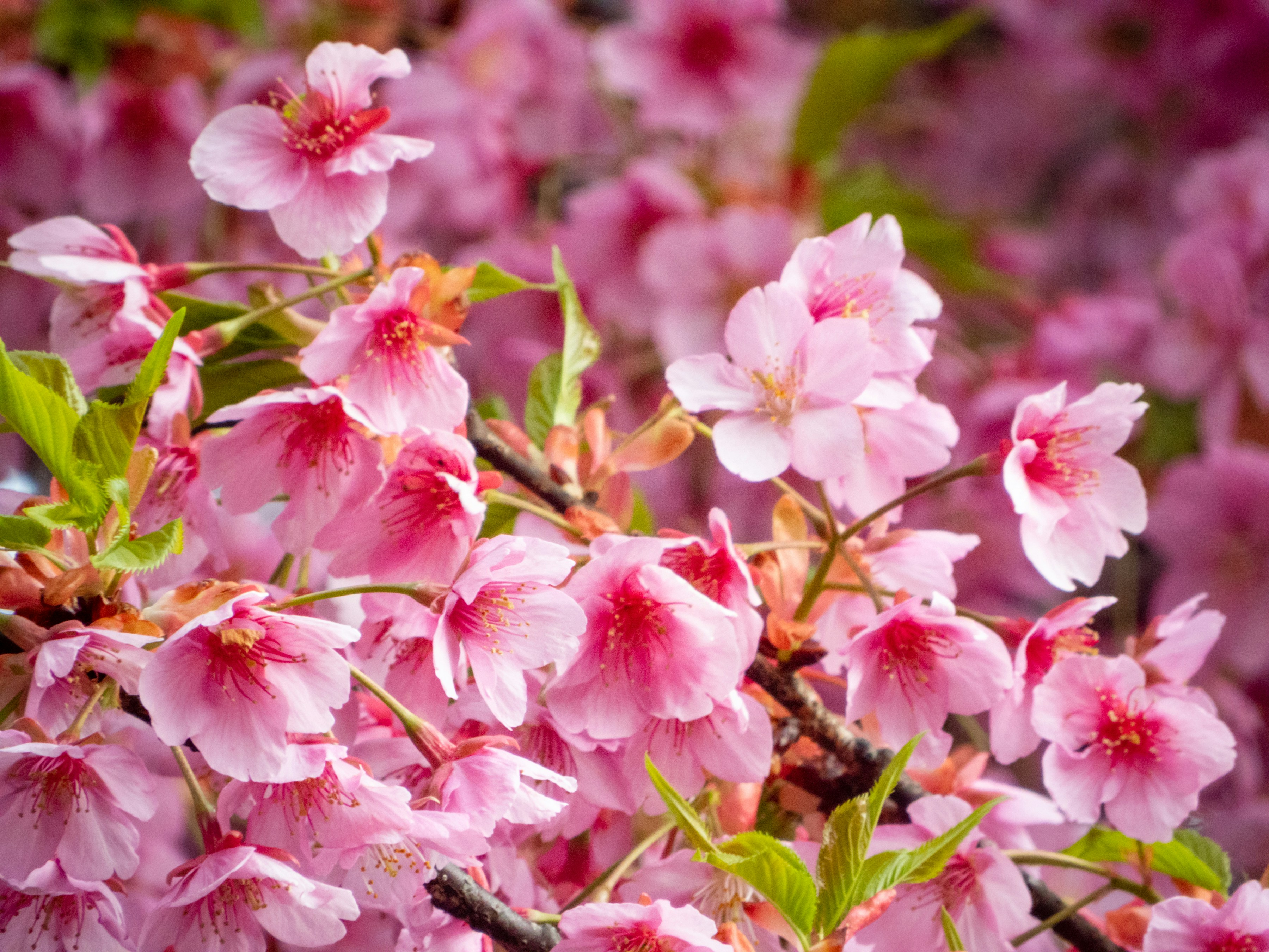 Foto Um monte de flores cor-de-rosa que estão em uma árvore – Imagem de ...