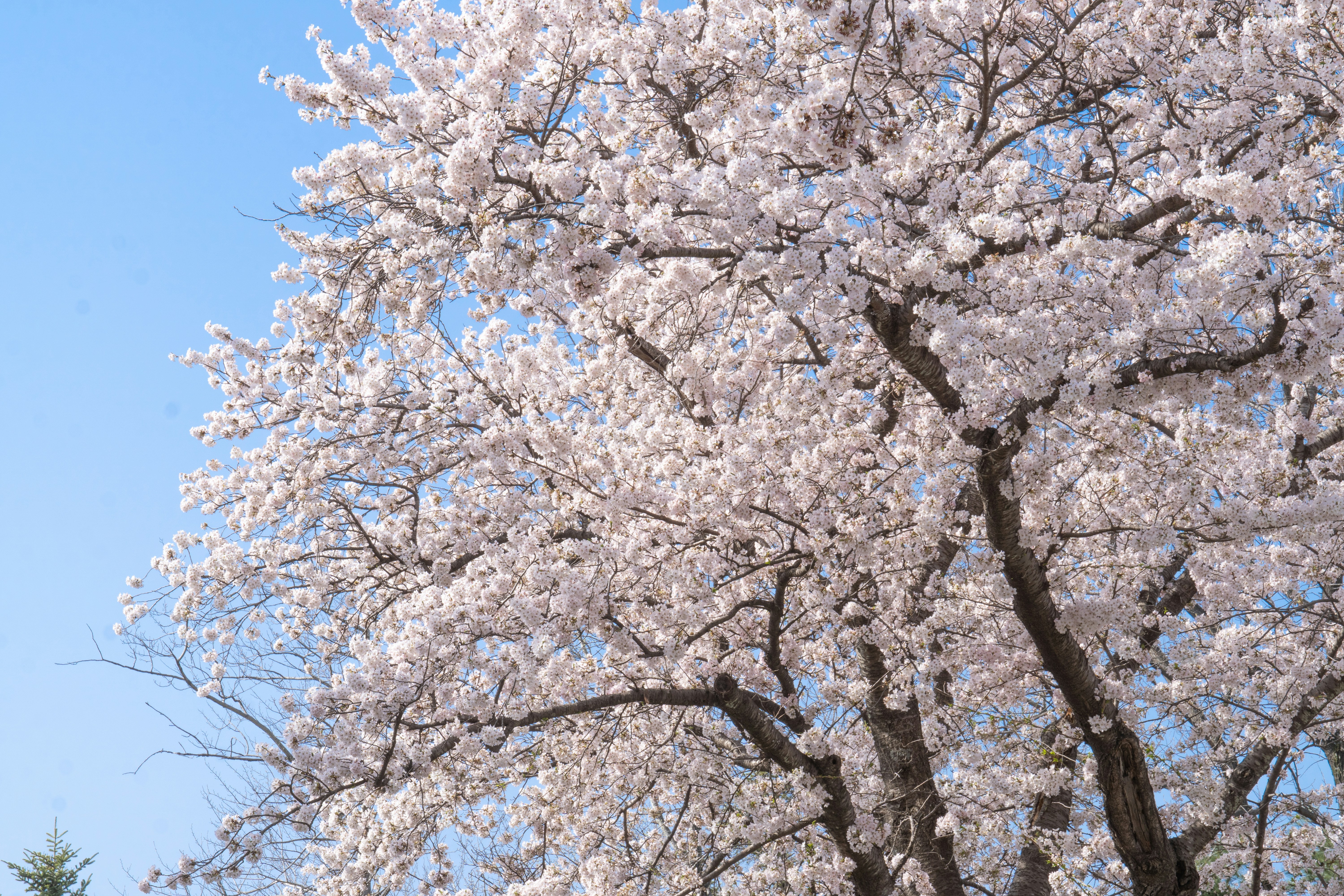 Cherry blossom tree in full bloom against a clear blue sky, showcasing delicate pink flowers and intricate branches.