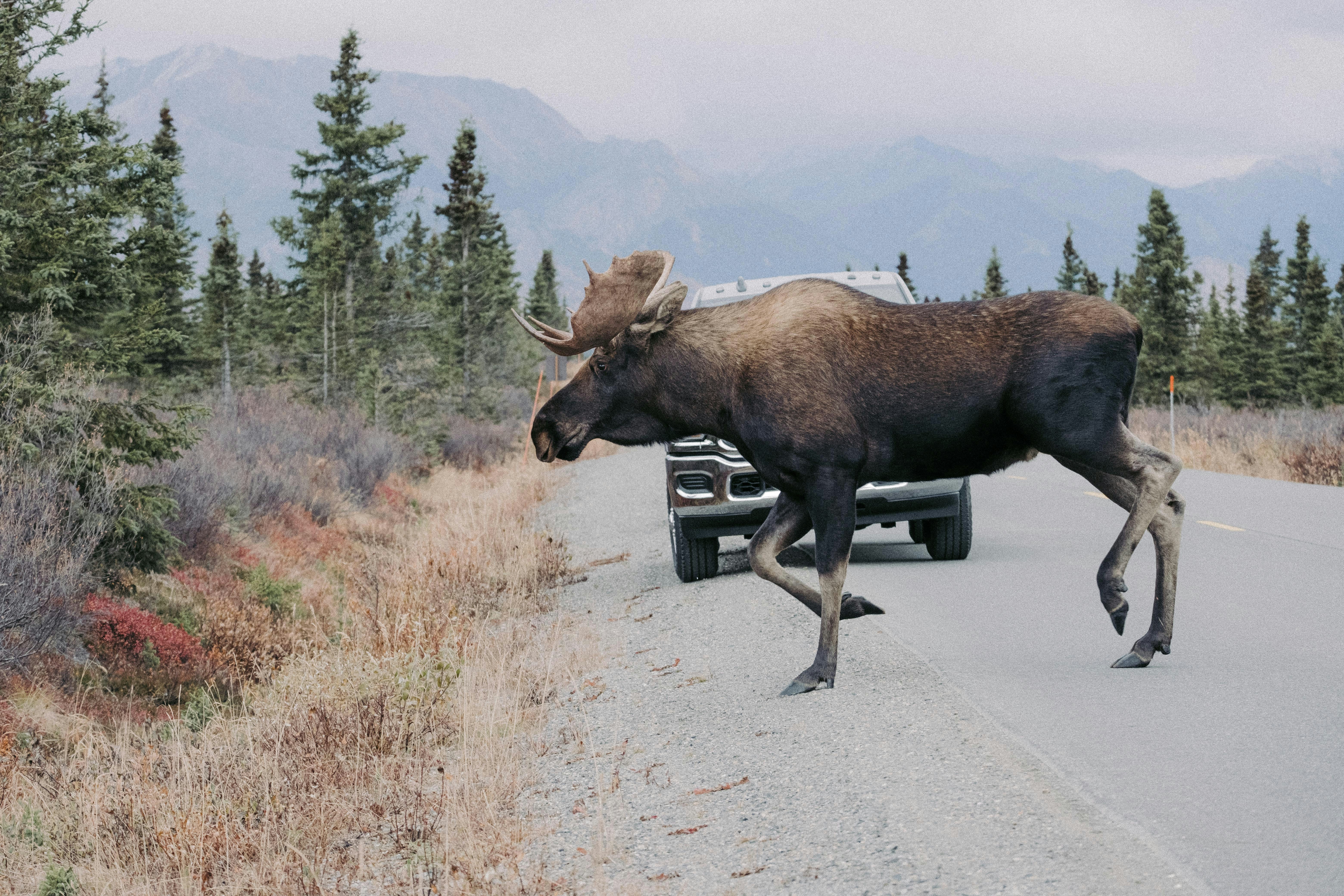 Foto Un alce cruzando la carretera frente a un camión – Imagen Alce ...