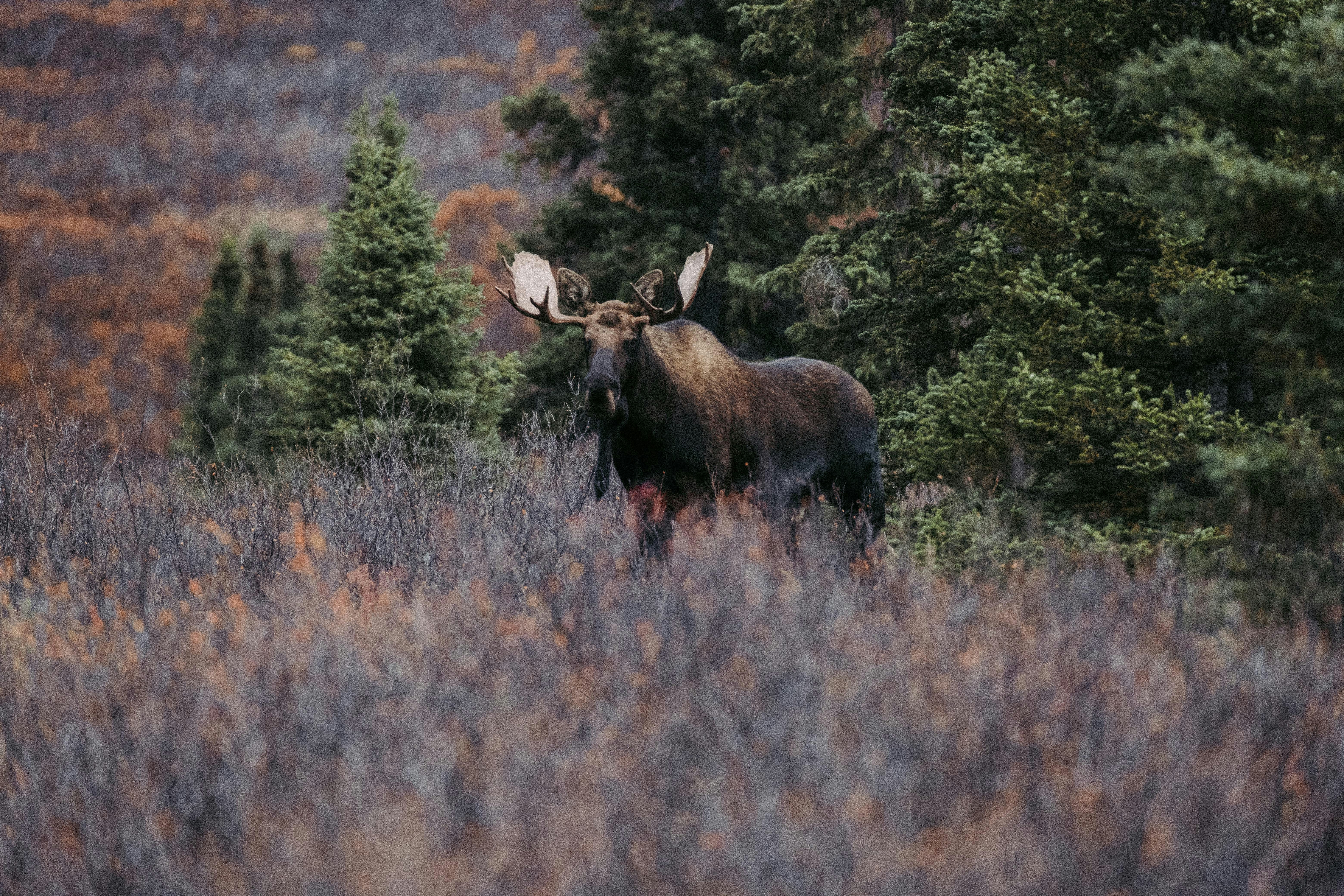 A moose standing in a field of tall grass photo – Free Moose Image on ...