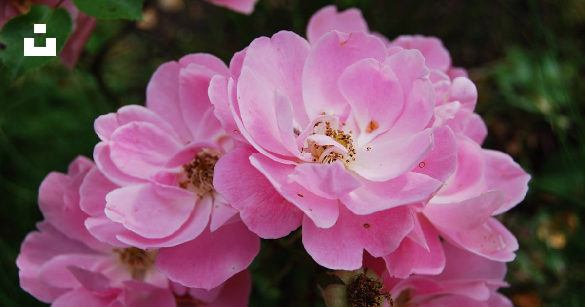 Foto Un Ramo De Flores Rosadas Con Hojas Verdes Imagen Rosas Rosas