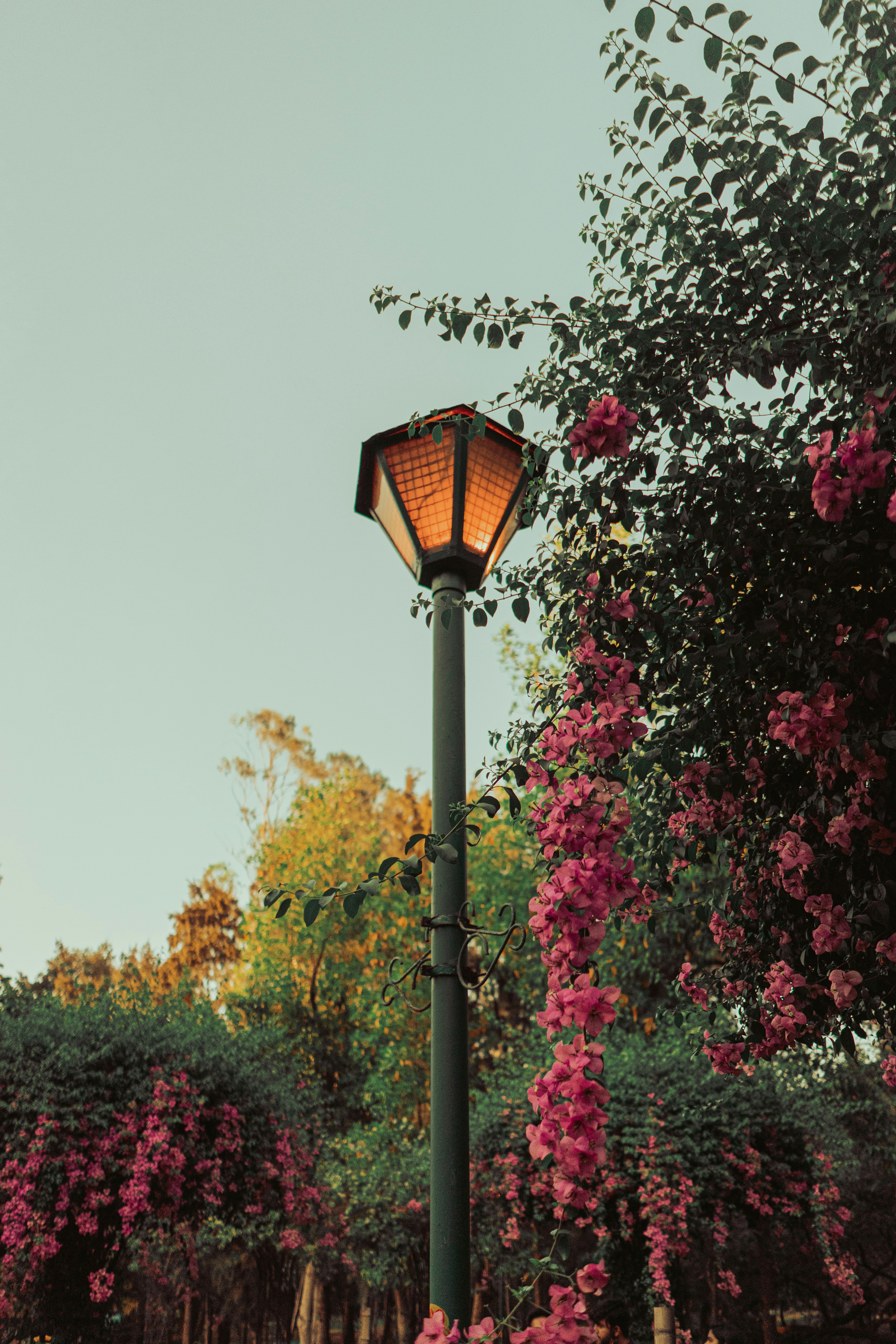 A vintage street lamp surrounded by vibrant bougainvillea flowers in a tranquil park setting. The soft glow of the lantern enhances the natural beauty of the scene.