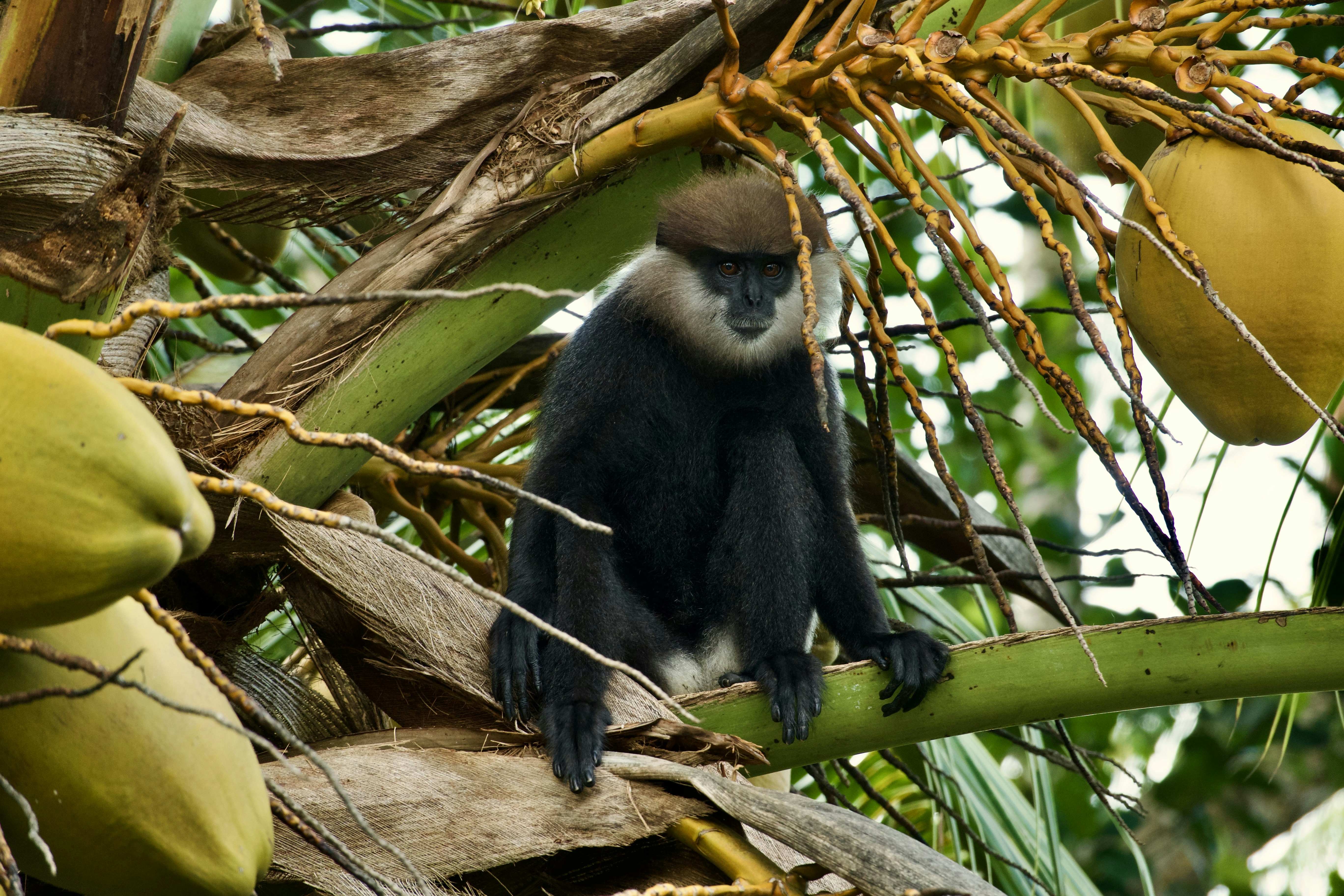 A monkey perched on a palm tree branch, surrounded by ripe coconuts and lush foliage. The scene captures a moment of curiosity and stillness in the tropical environment.