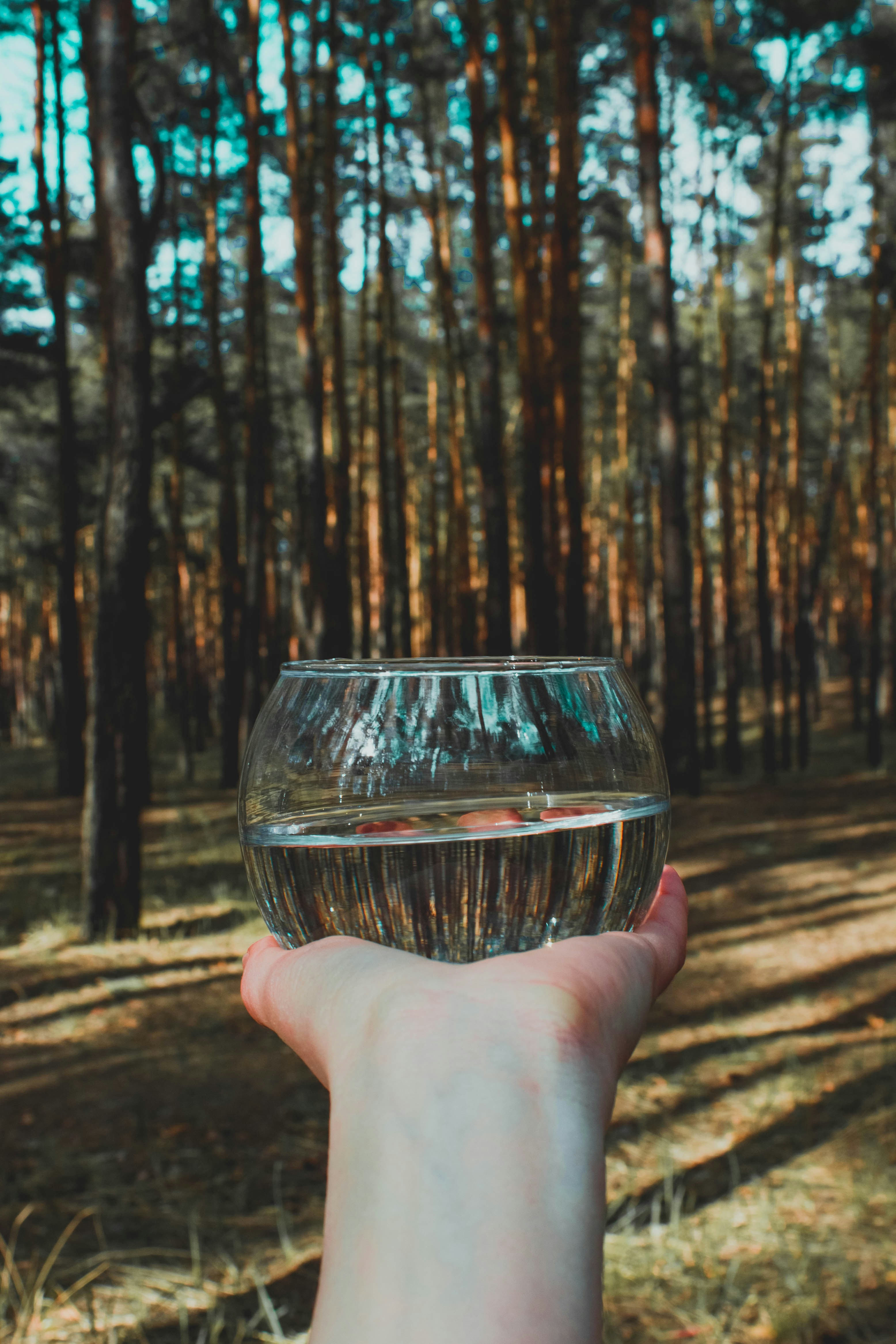 Glass of Clarity: A Forest's Mirage Reflected