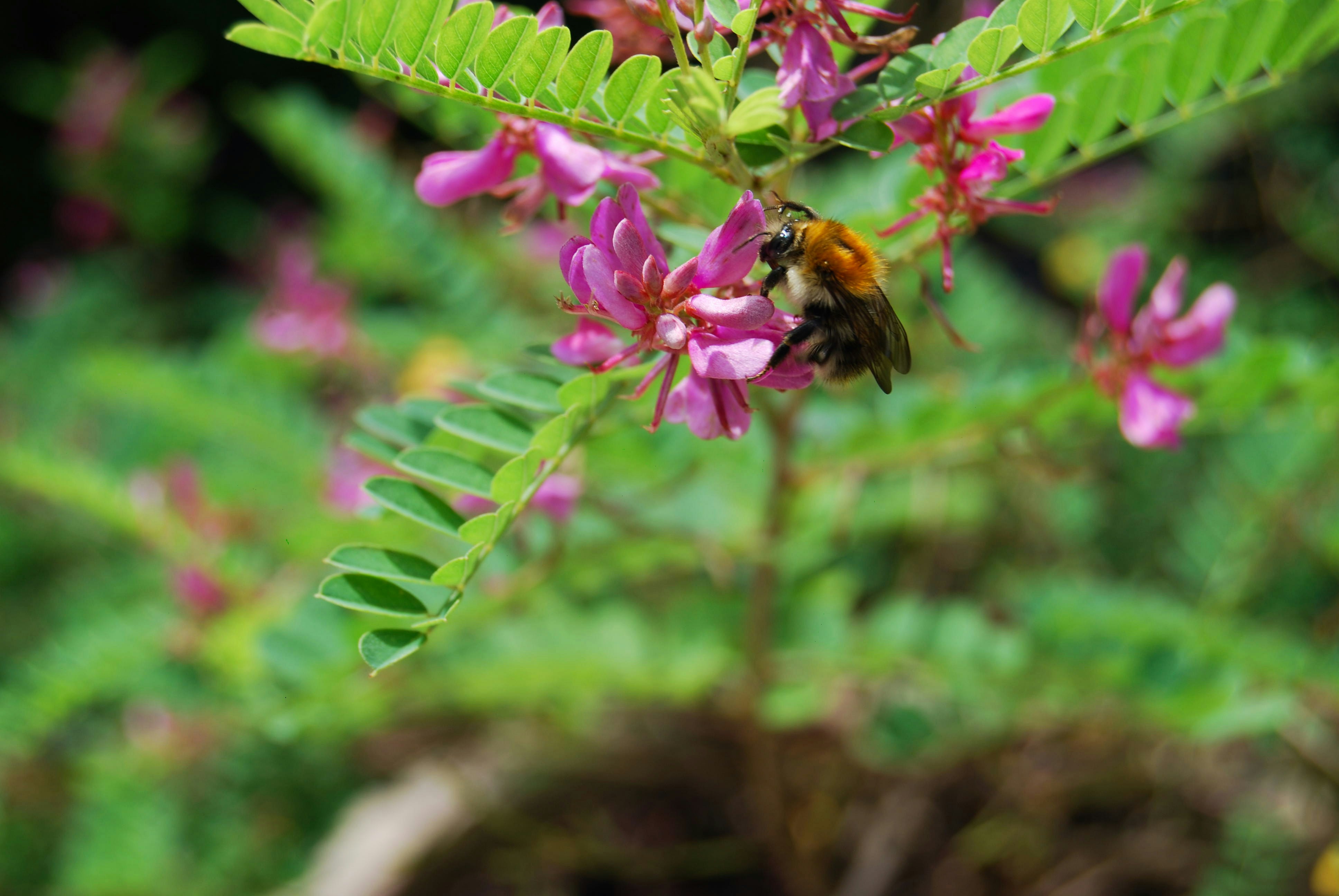 A bee foraging on vibrant pink flowers surrounded by lush green foliage.