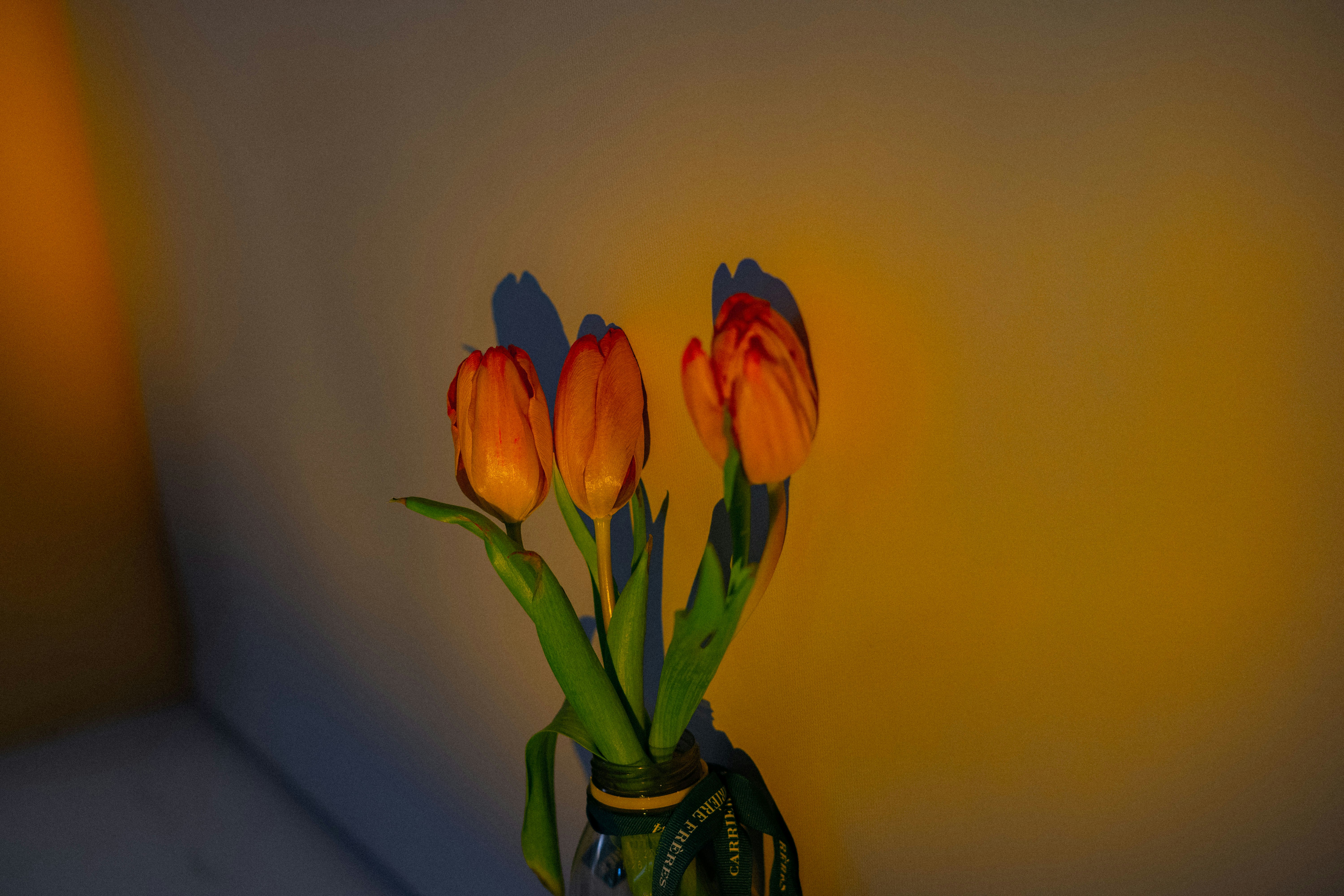 A bouquet of vibrant tulips in a glass vase, casting soft shadows against a warm-toned wall.