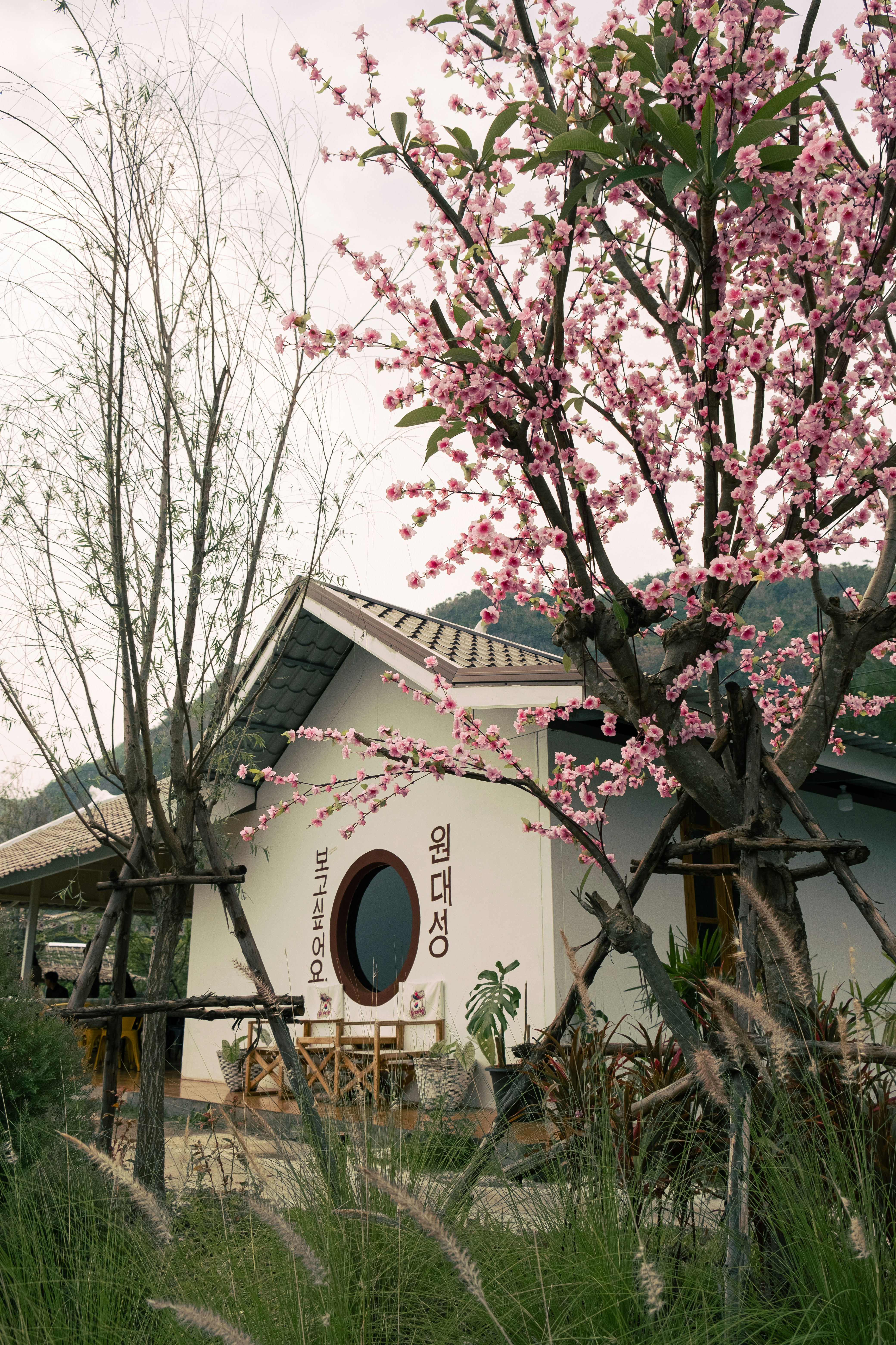 Round Door in Spring Bloom: A Quiet Retreat Framed by Cherry Blossoms