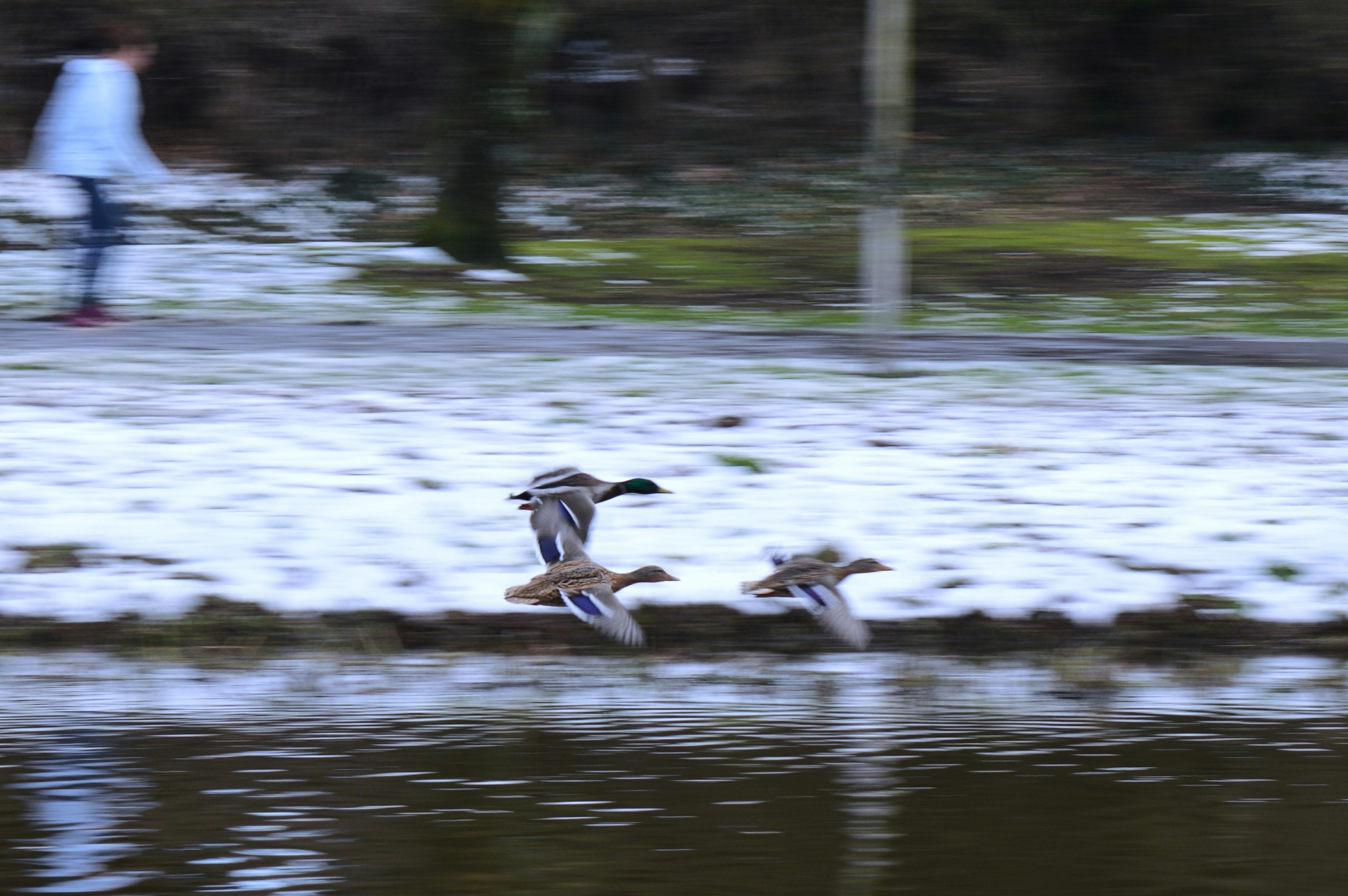 Foto Un grupo de patos volando sobre un cuerpo de agua – Imagen ...