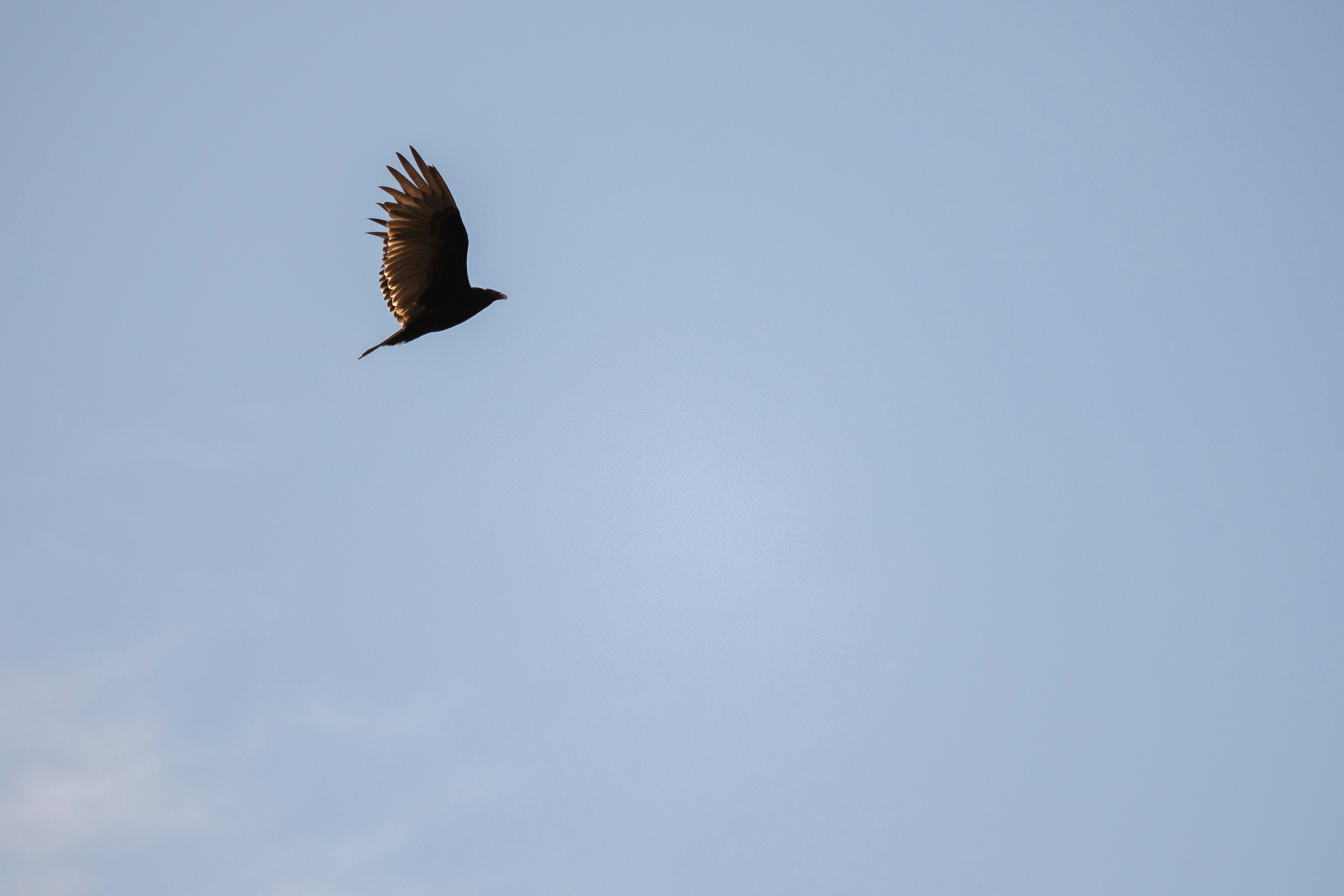 A bird flying high up in the sky photo – Free Black Image on Unsplash