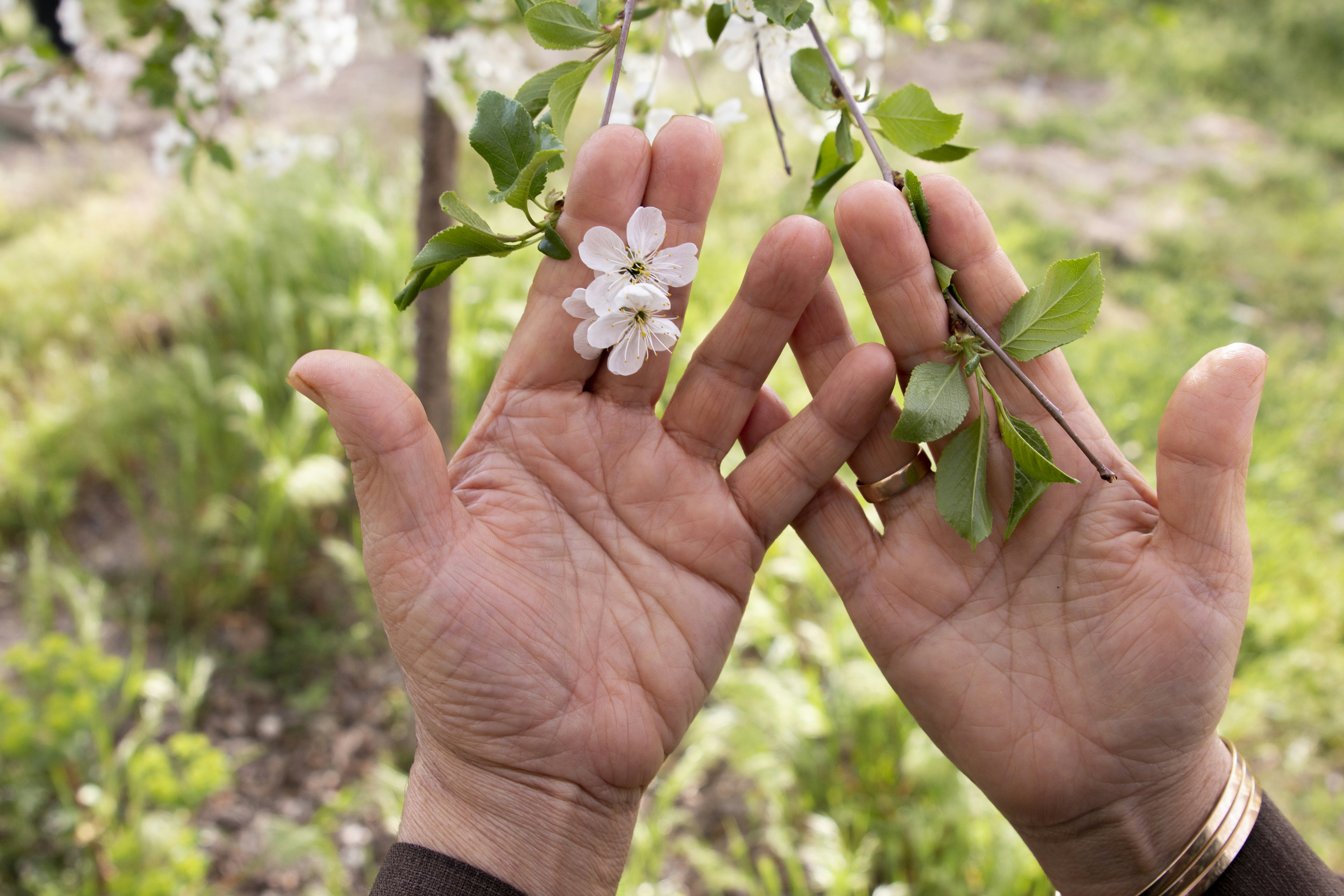 A Gentle Bloom Cradled by Timeworn Hands in Sunlit Orchard
