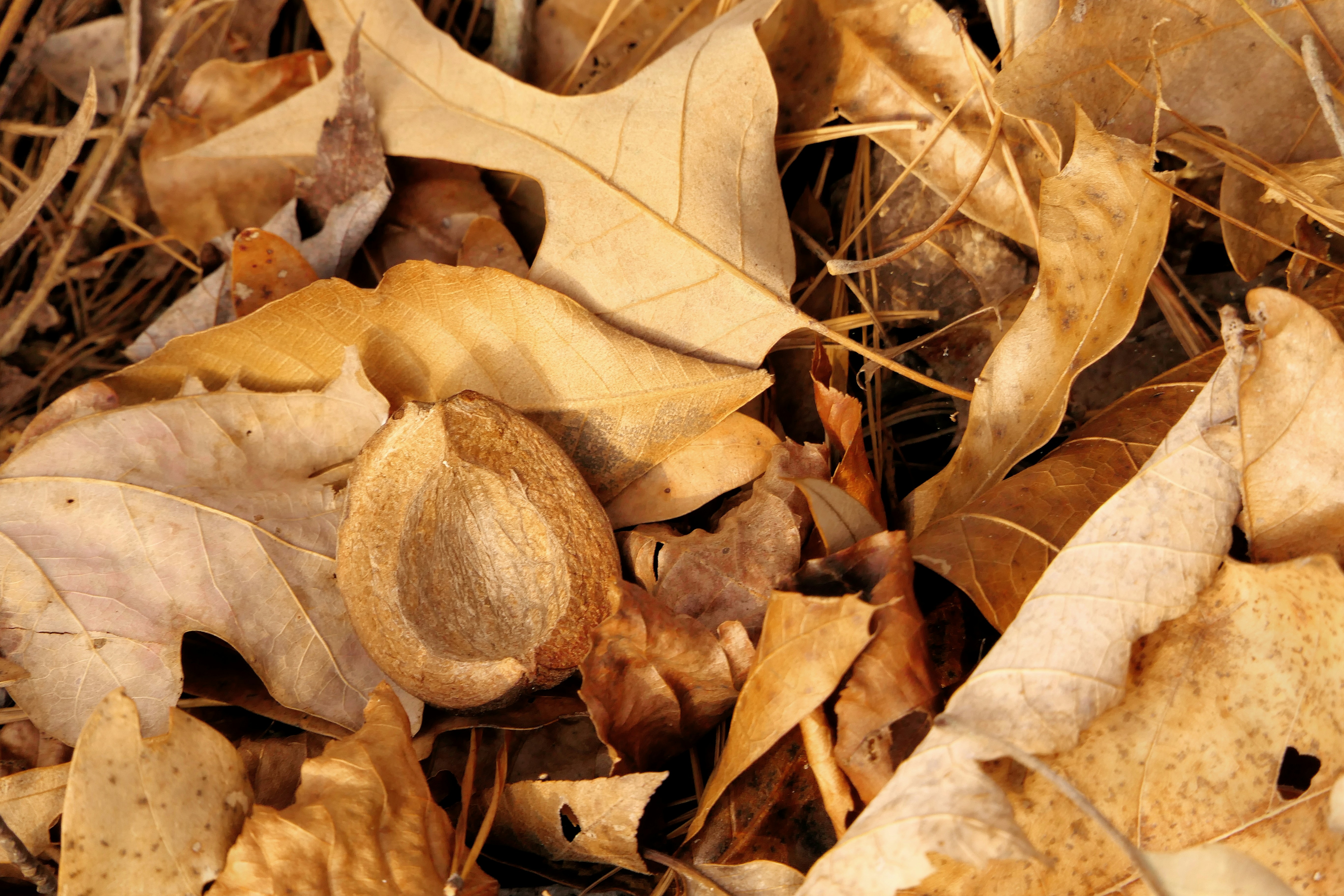 Dry autumn leaves scattered across the forest floor, displaying varied textures and earthy tones.