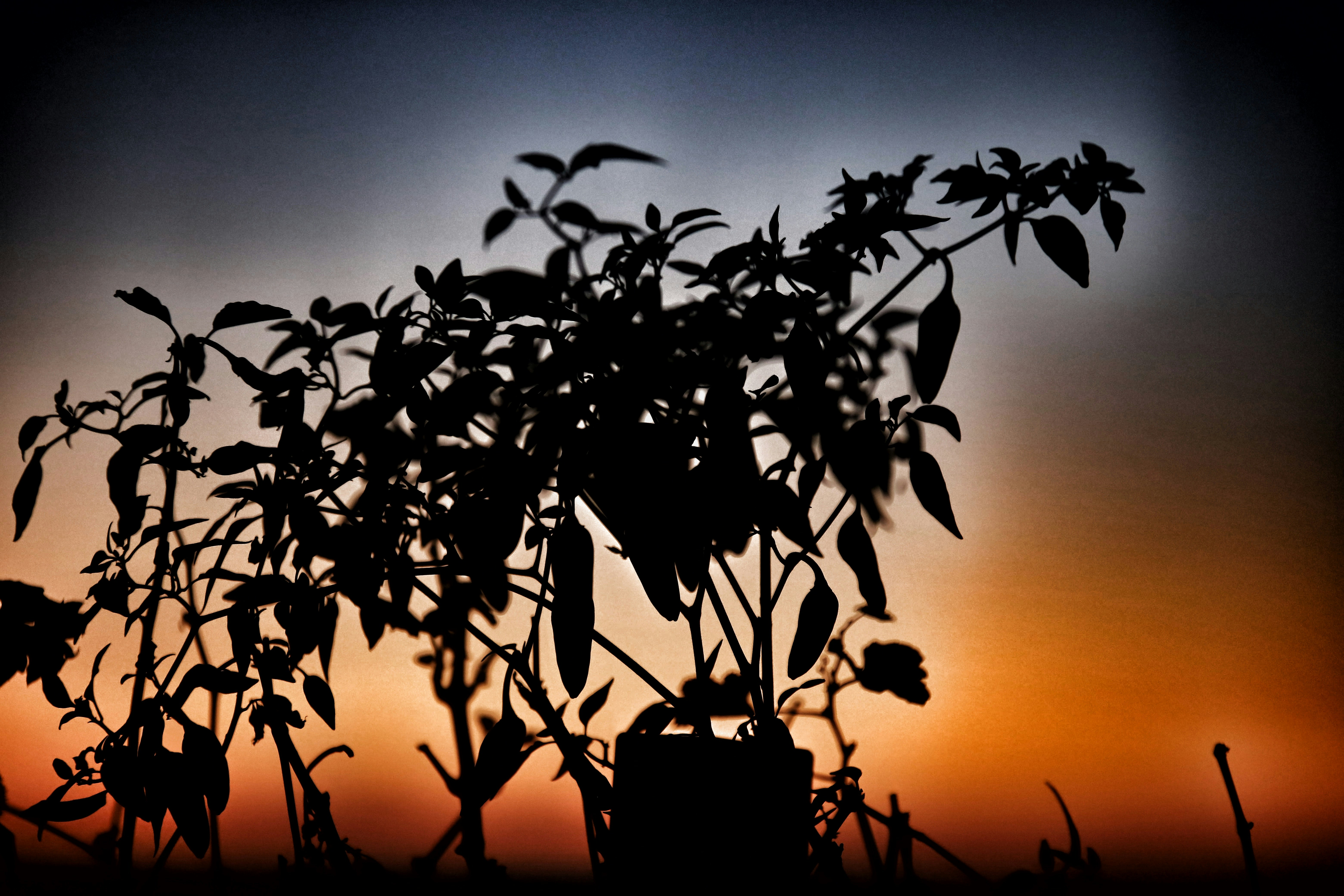 Silhouette at Dusk: A Potted Plant Framed by a Velvet Sunset