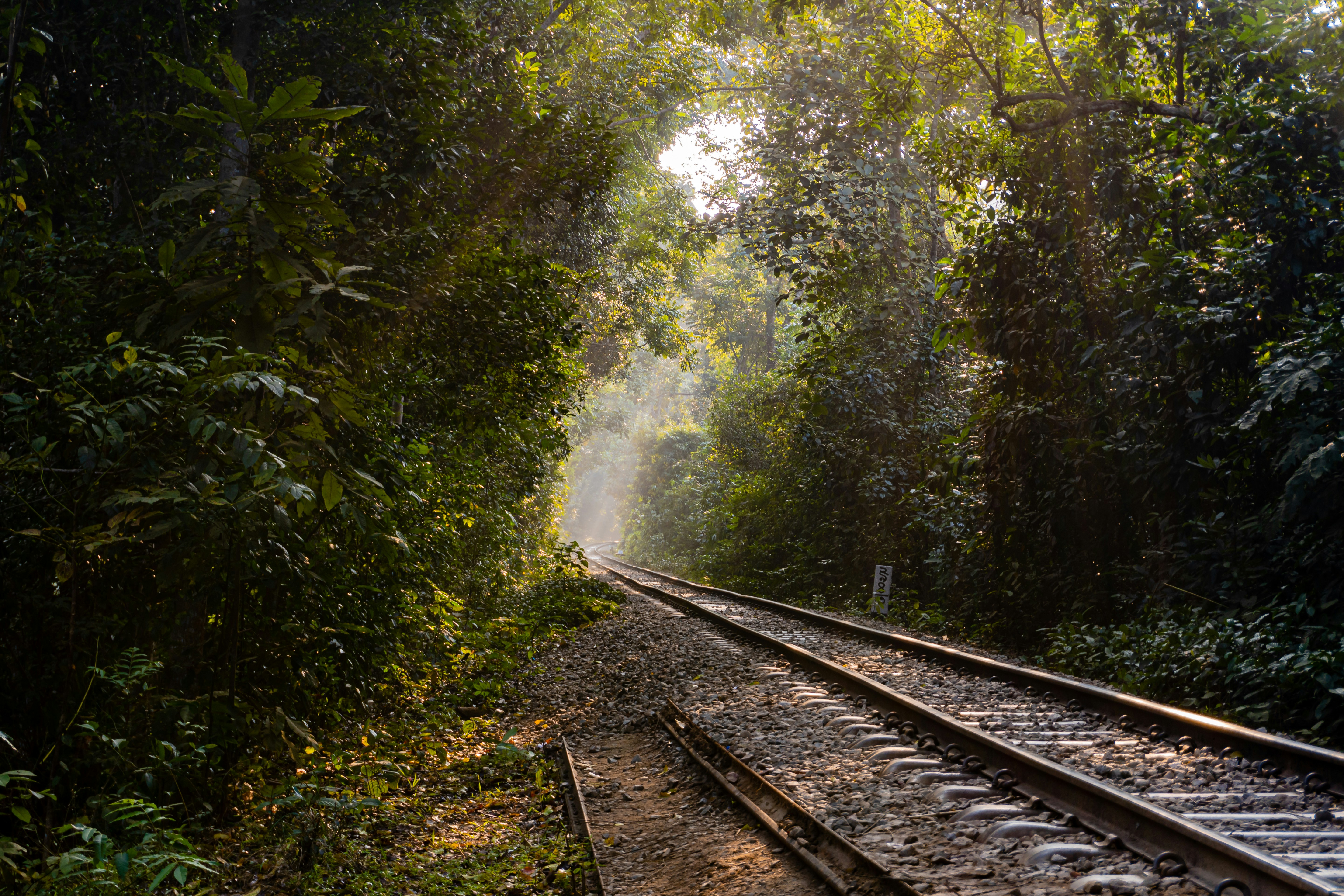 Une voie ferrée au milieu d’une jungle photo – Photo Sreemangal - Route ...