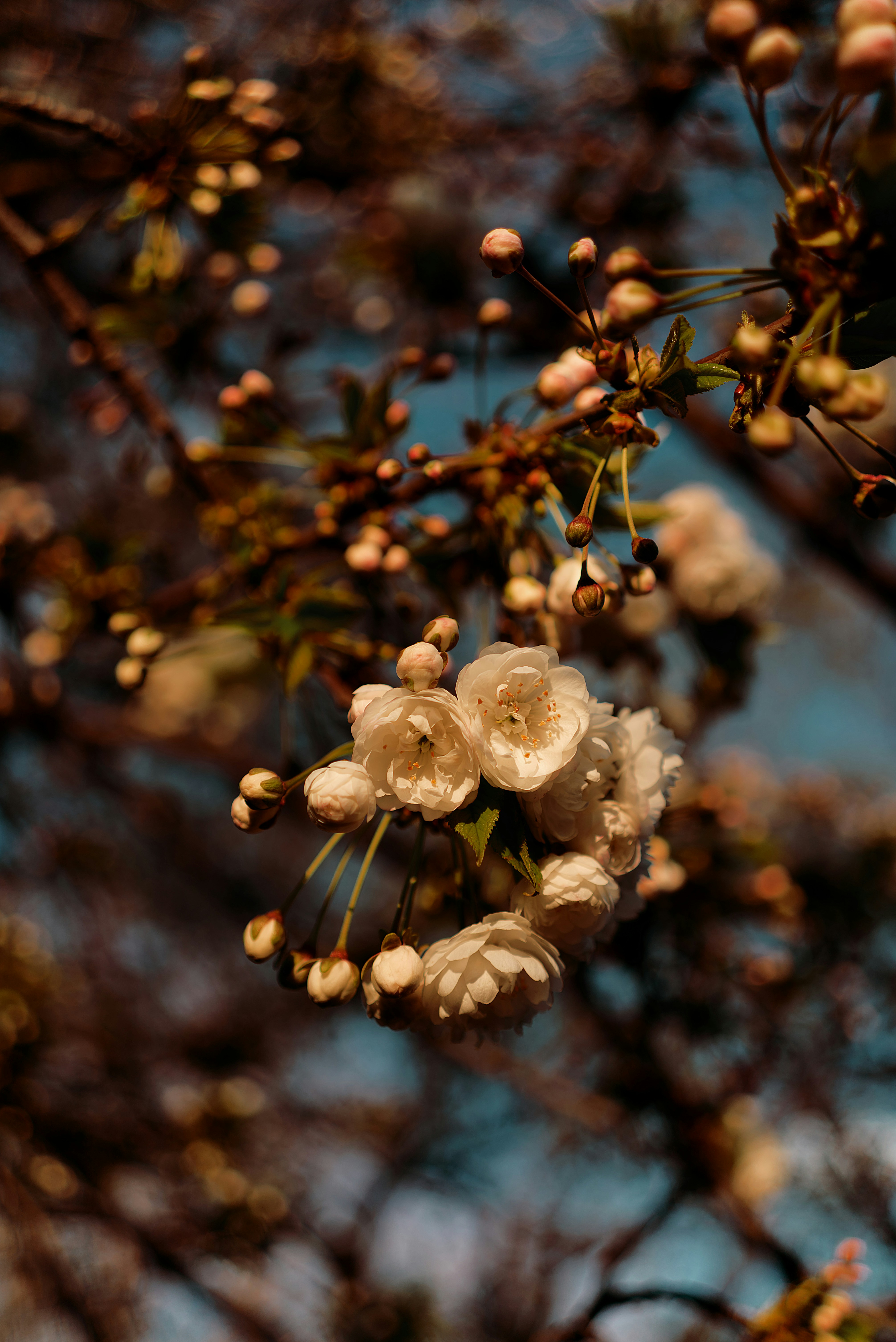 Foto Un ramo de flores blancas colgando de un árbol – Imagen Flor ...