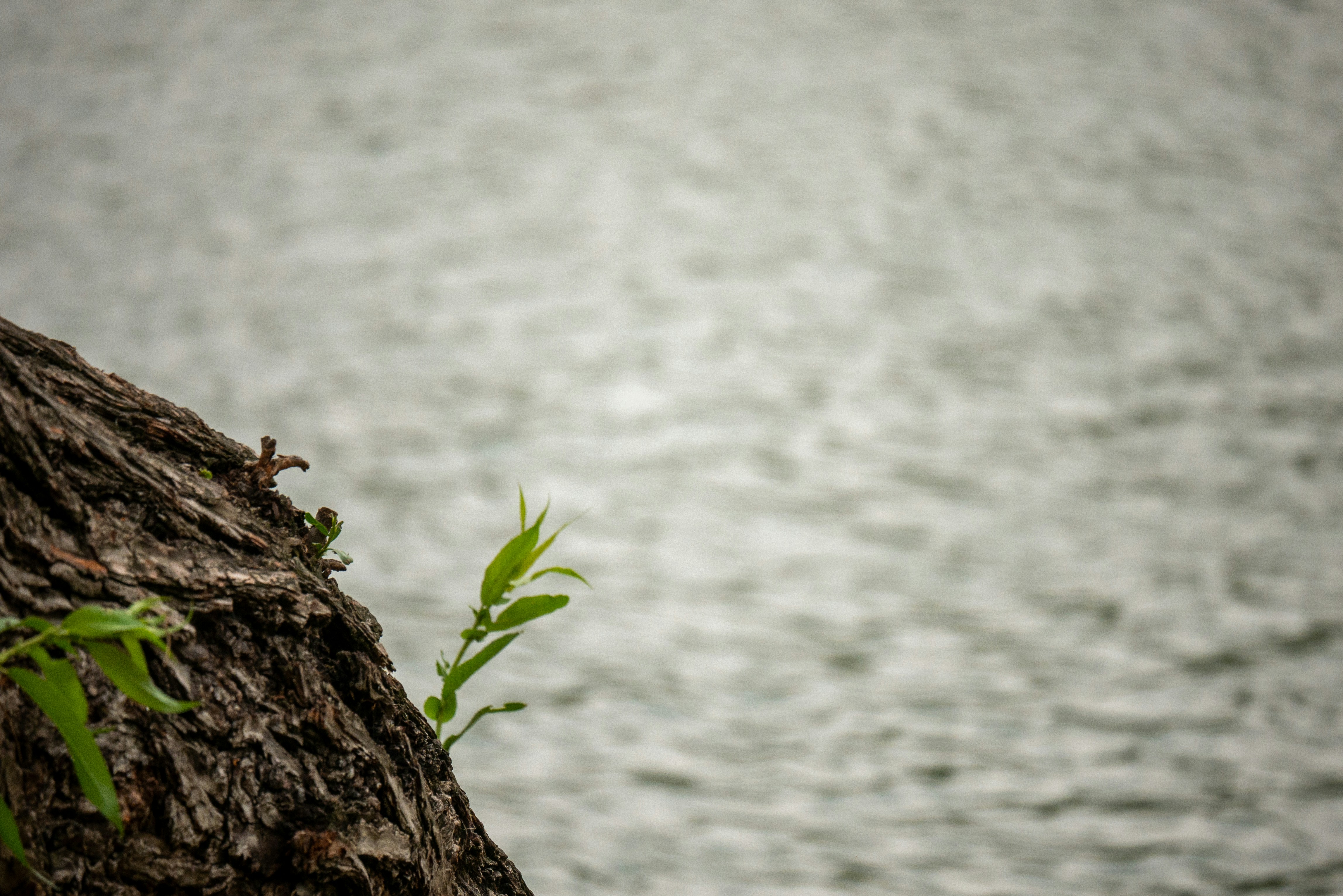 Emerging sprout at the riverbank
