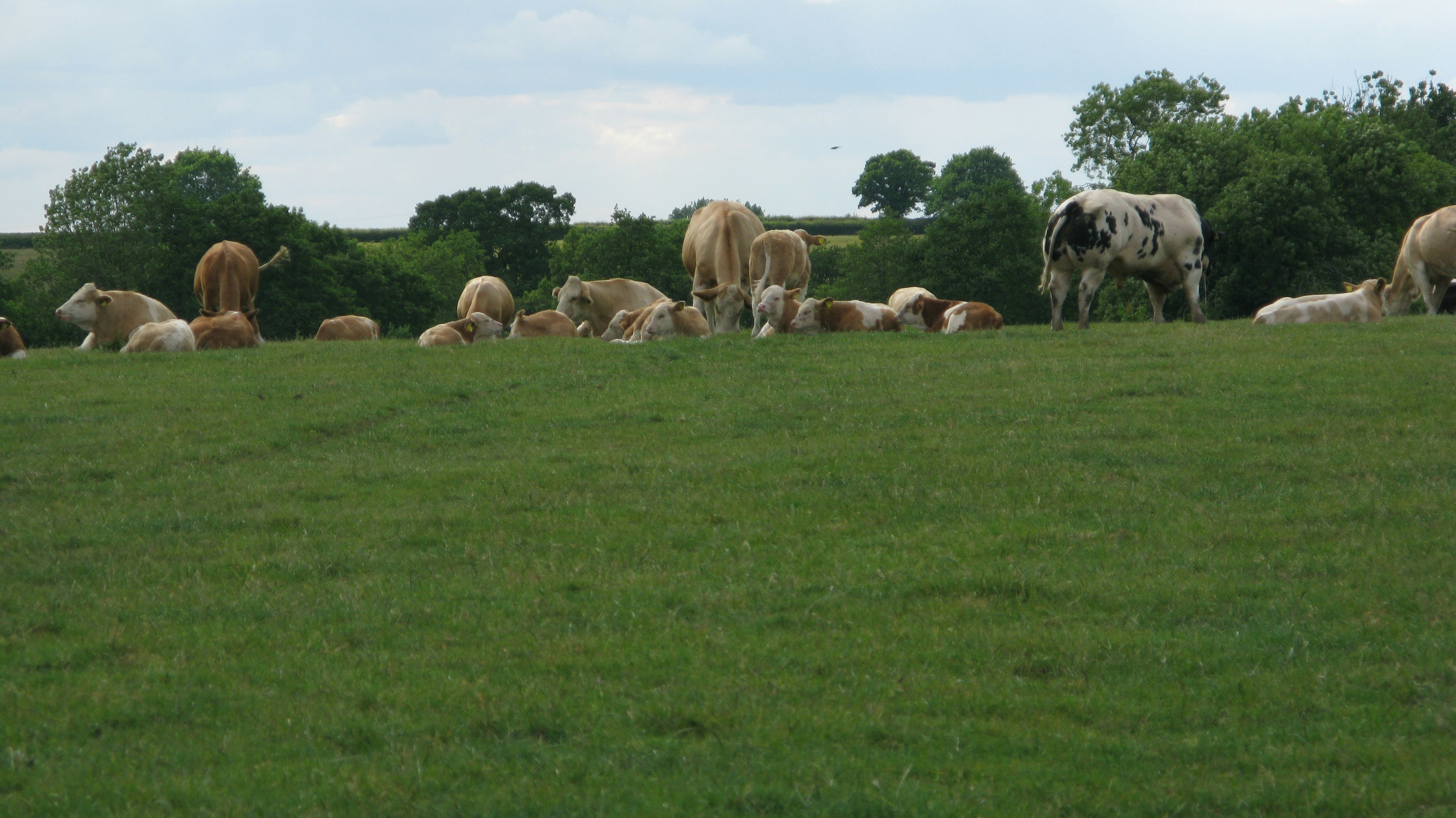 A tranquil scene featuring a herd of cows resting and grazing in a lush green field under a cloudy sky.