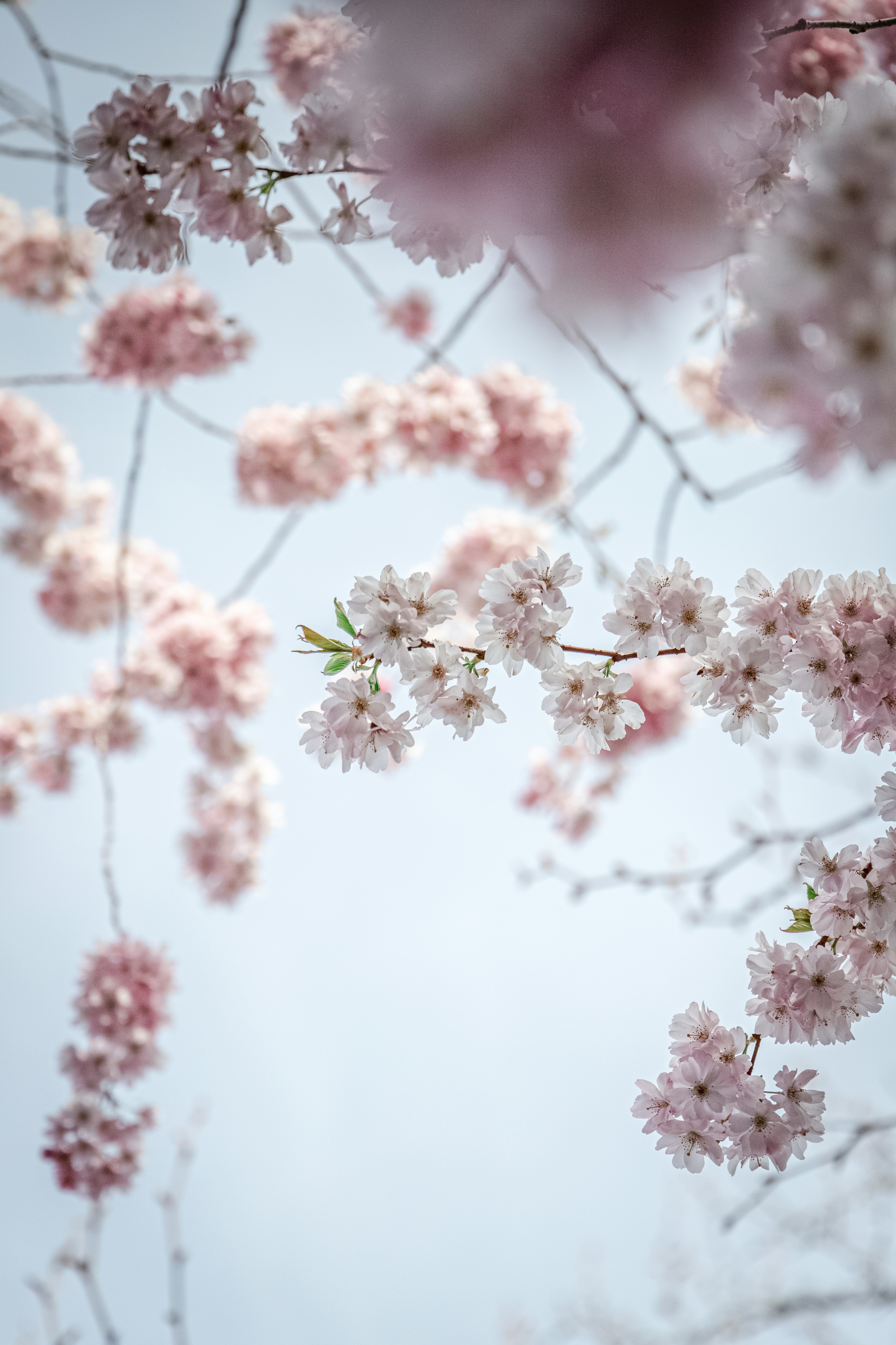 Foto Un ramo de flores que están en un árbol – Imagen Flor de cerezo ...