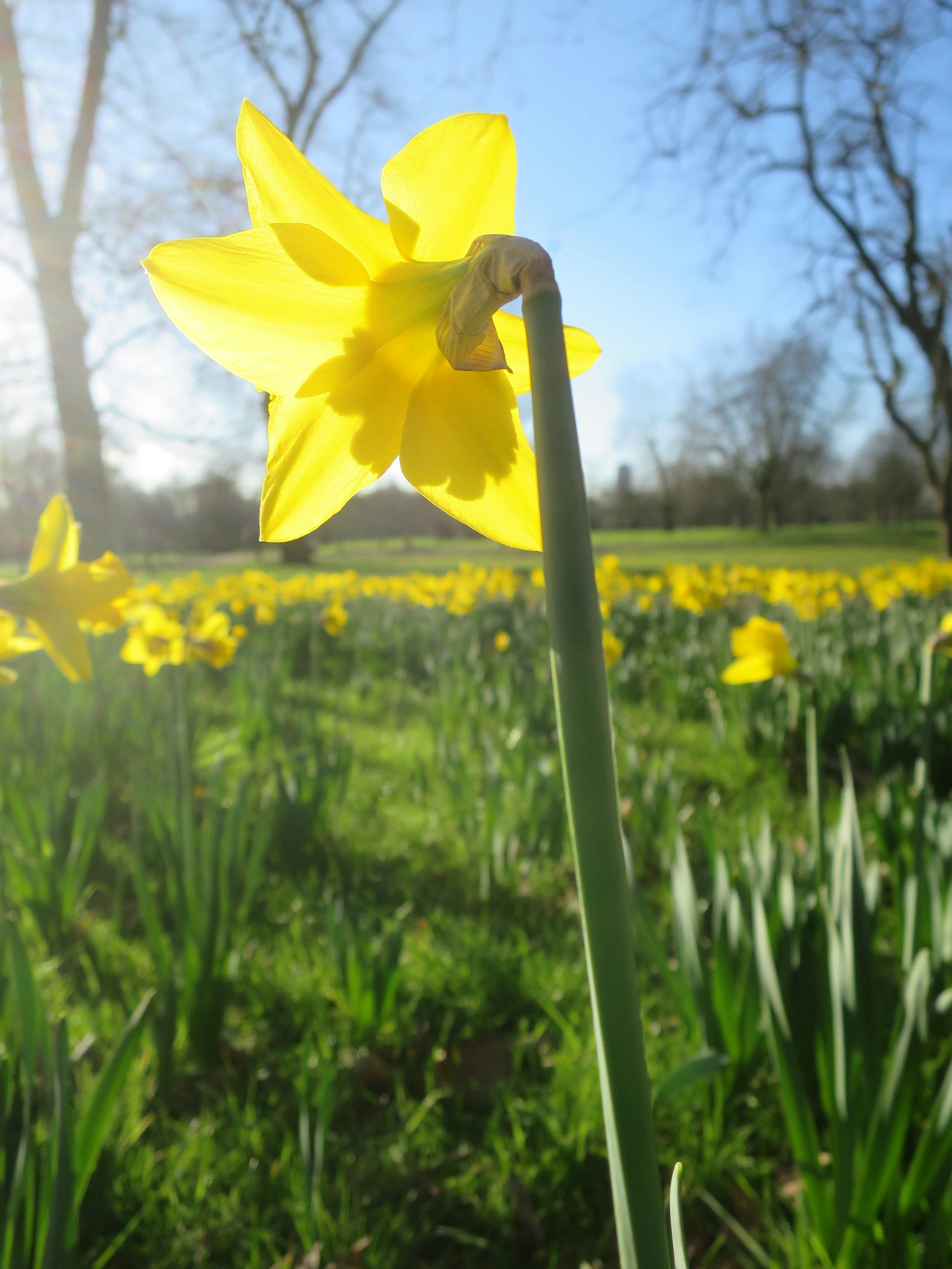 Close-up of a vibrant yellow daffodil against a backdrop of blooming flowers in a sunny park.