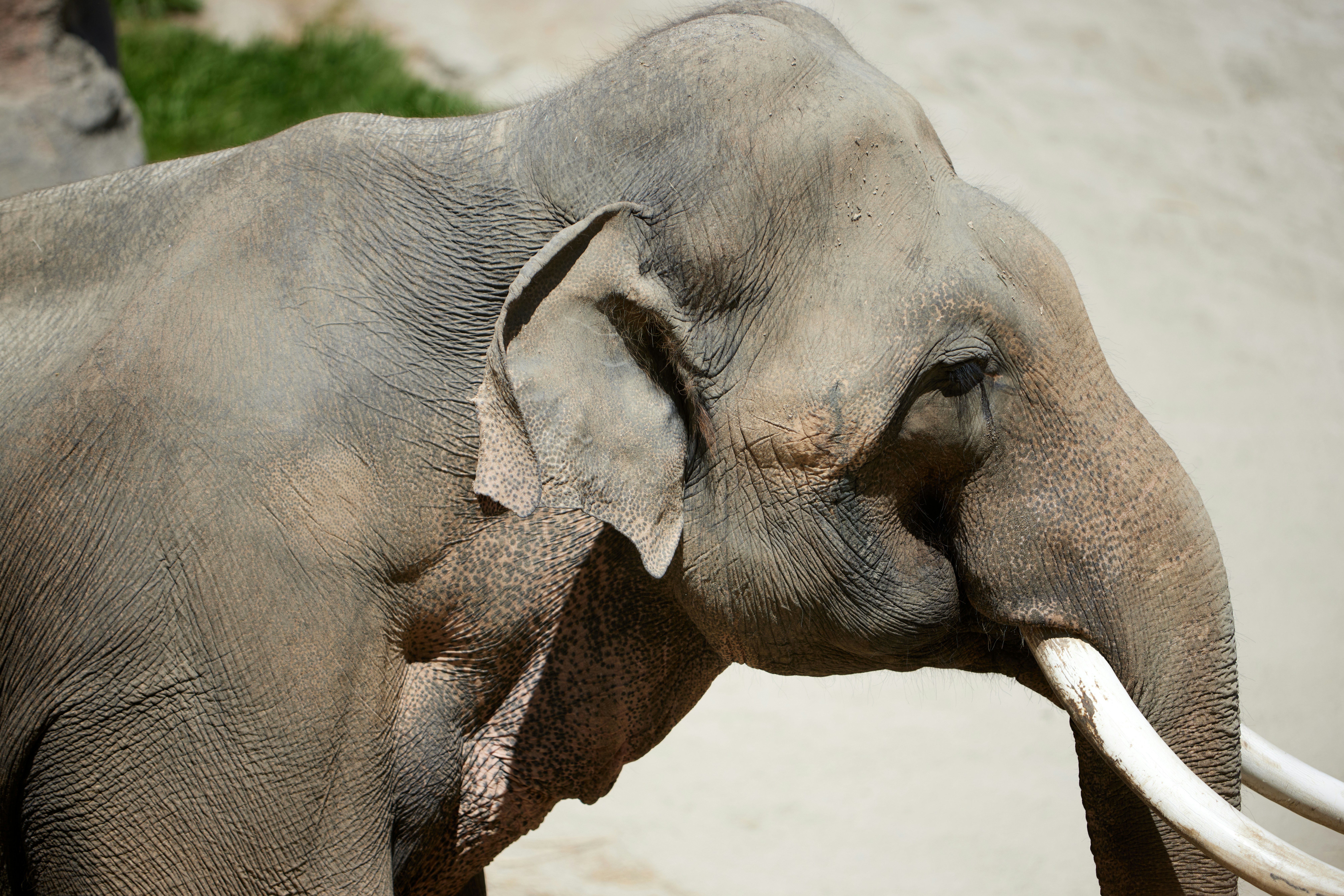 A close up of an elephant with tusks photo – Free Elephant Image on ...