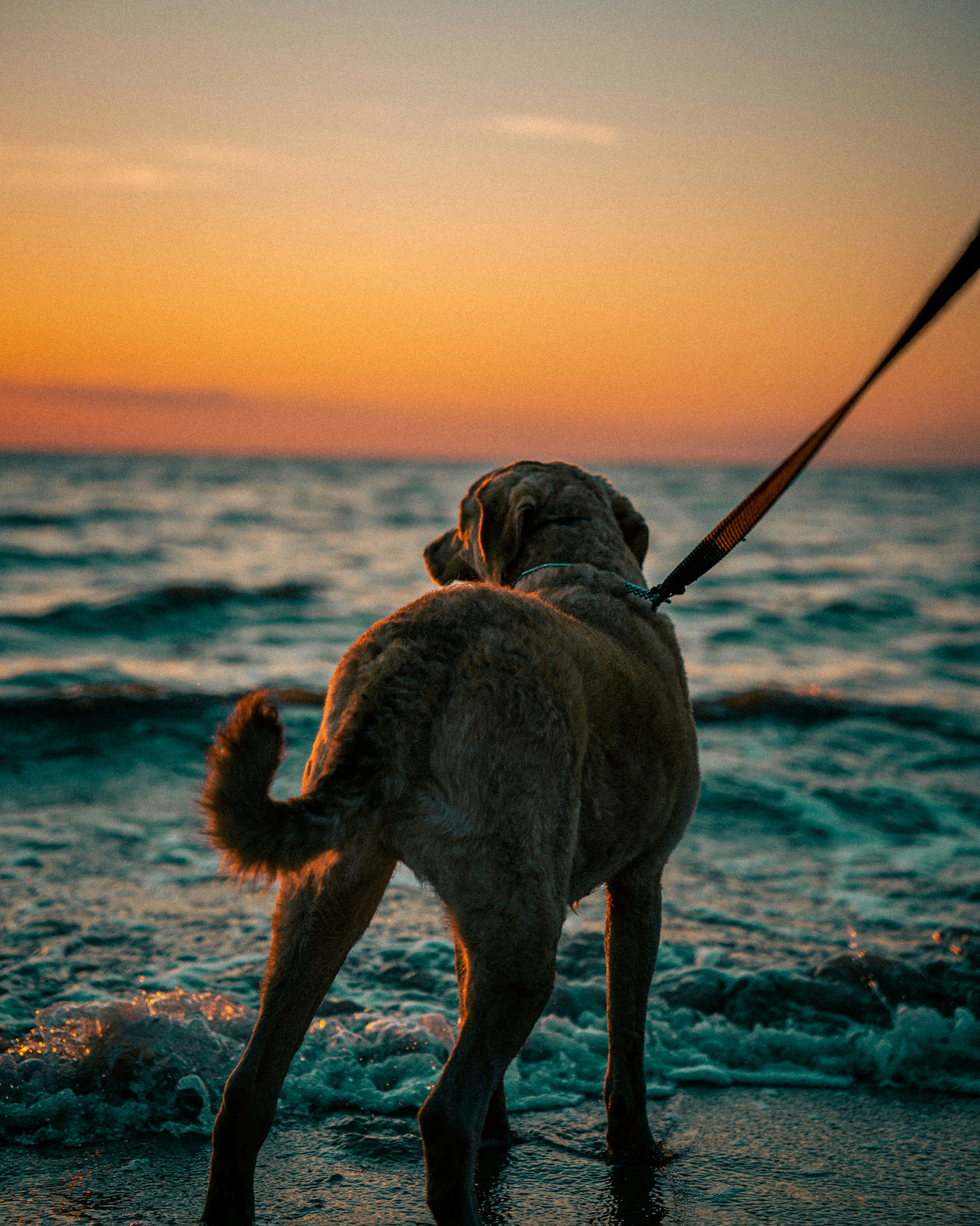 a dog on a leash walking on the beach