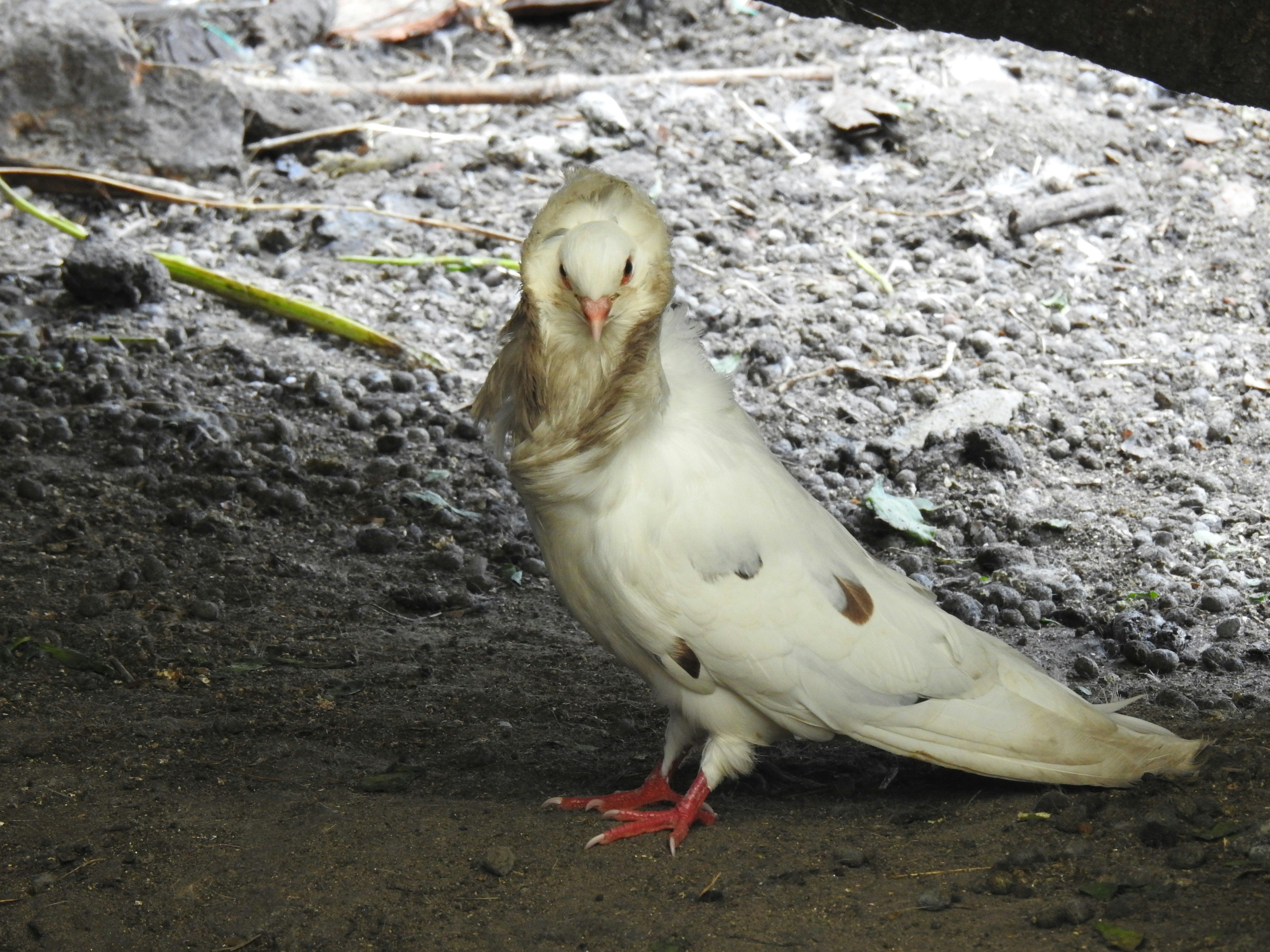Pale Dove on Damp Gravel: A Quiet Moment Amid Mud and Light
