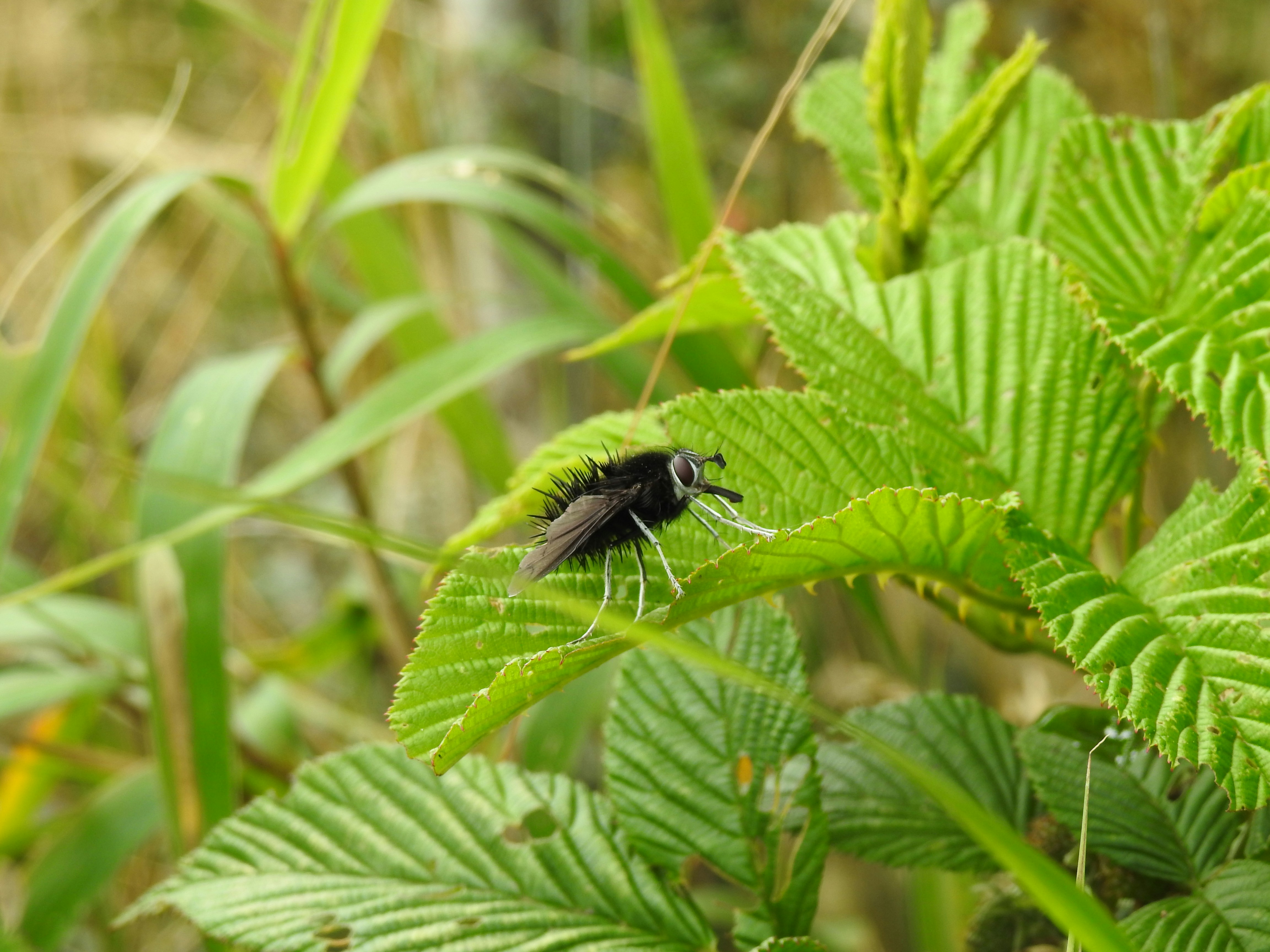Foto Un insecto negro sentado encima de una hoja verde – Imagen ...