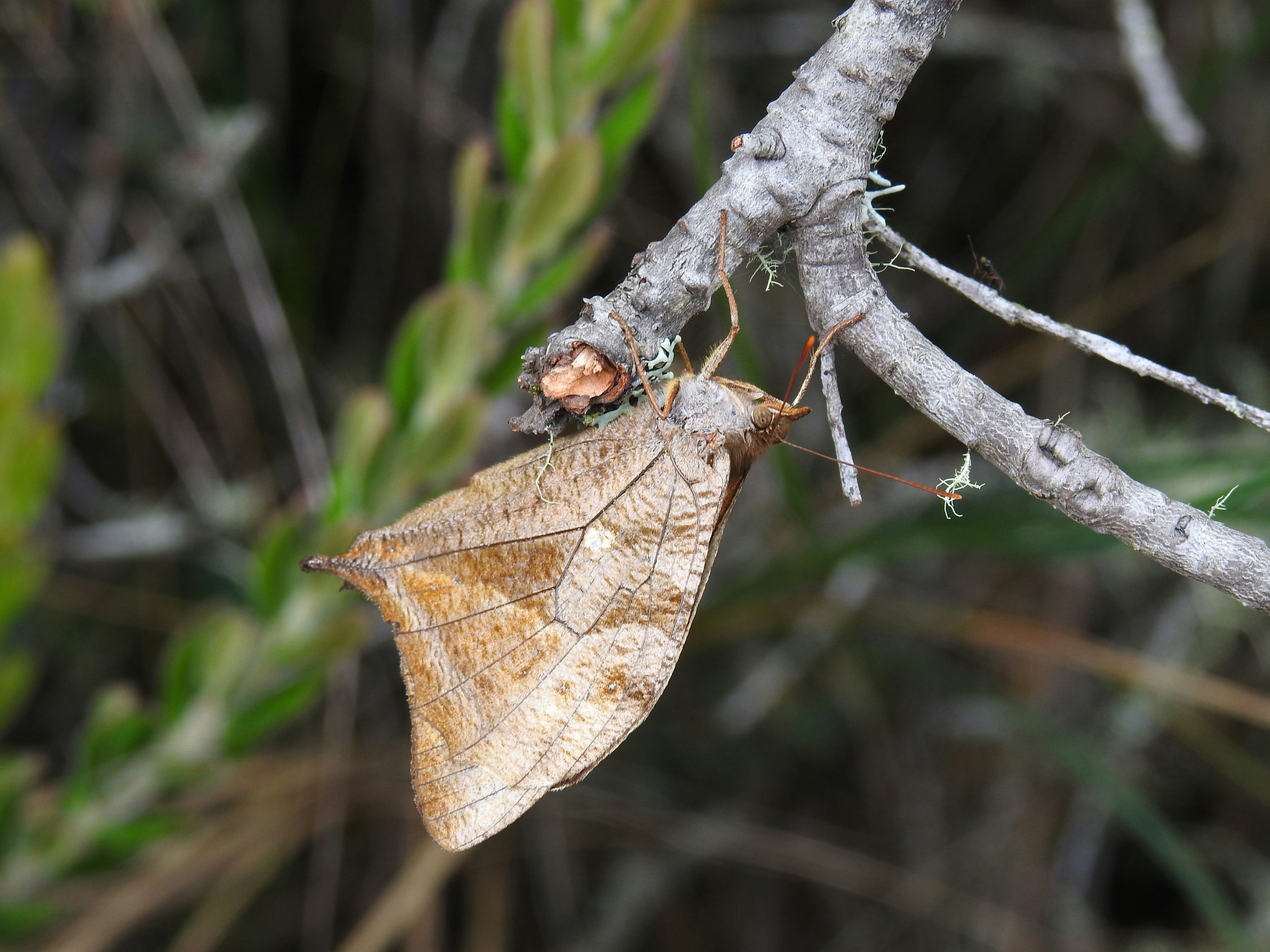 A brown moth resting on a branch, perfectly resembling a dried leaf, showcasing its remarkable camouflage abilities.