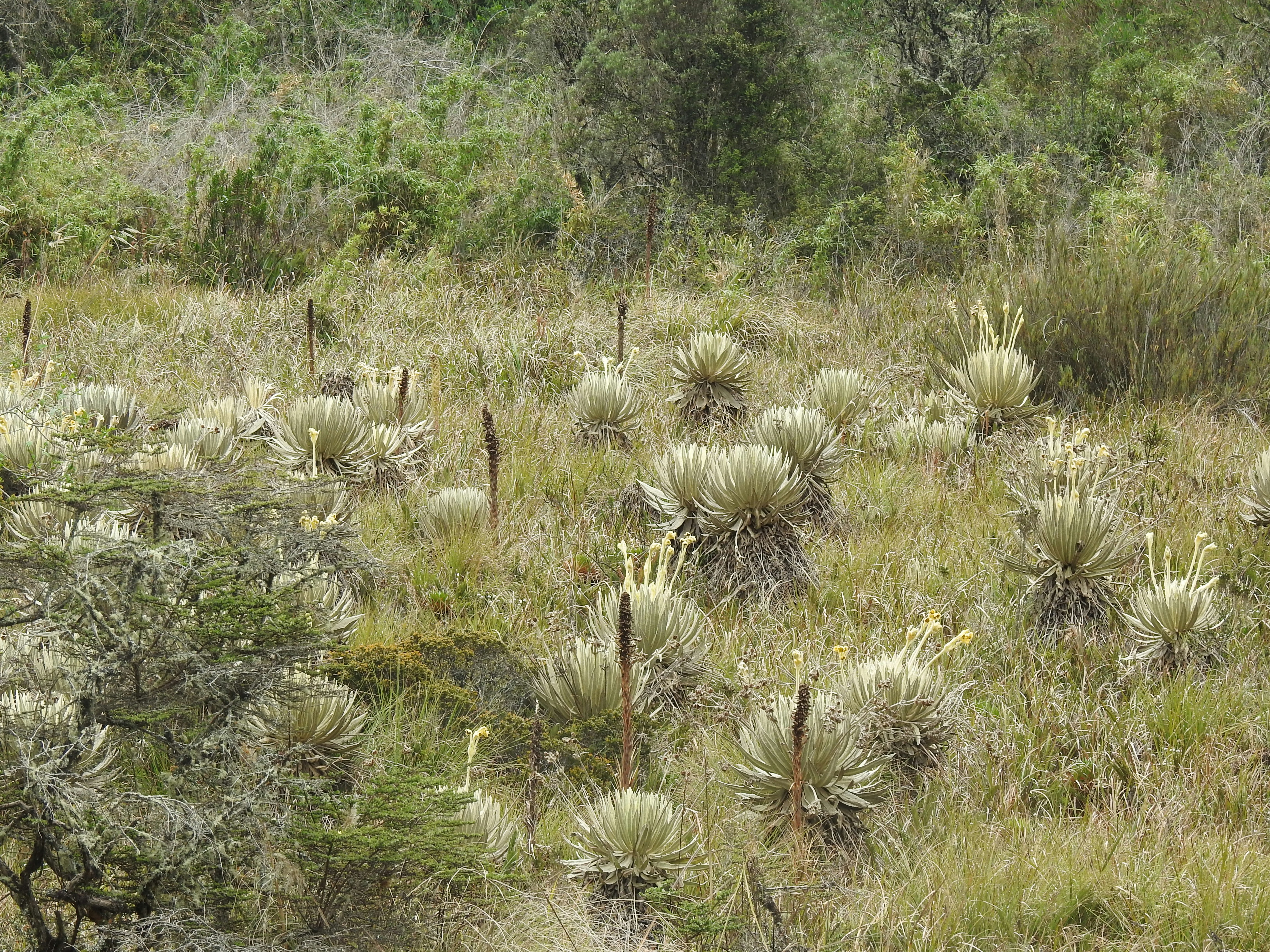 Paramo Pictures | Download Free Images on Unsplash