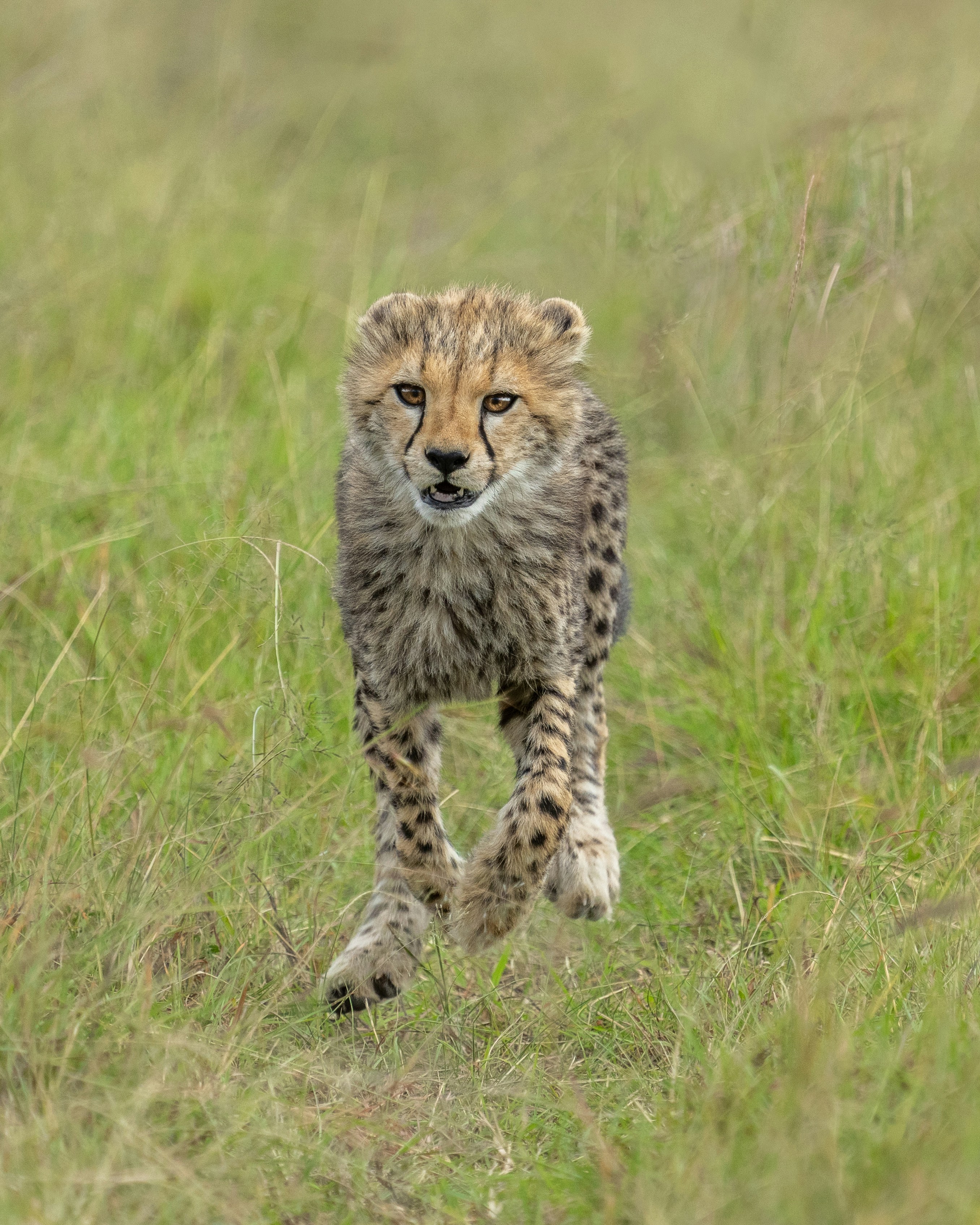 Cheetahs Cubs Running