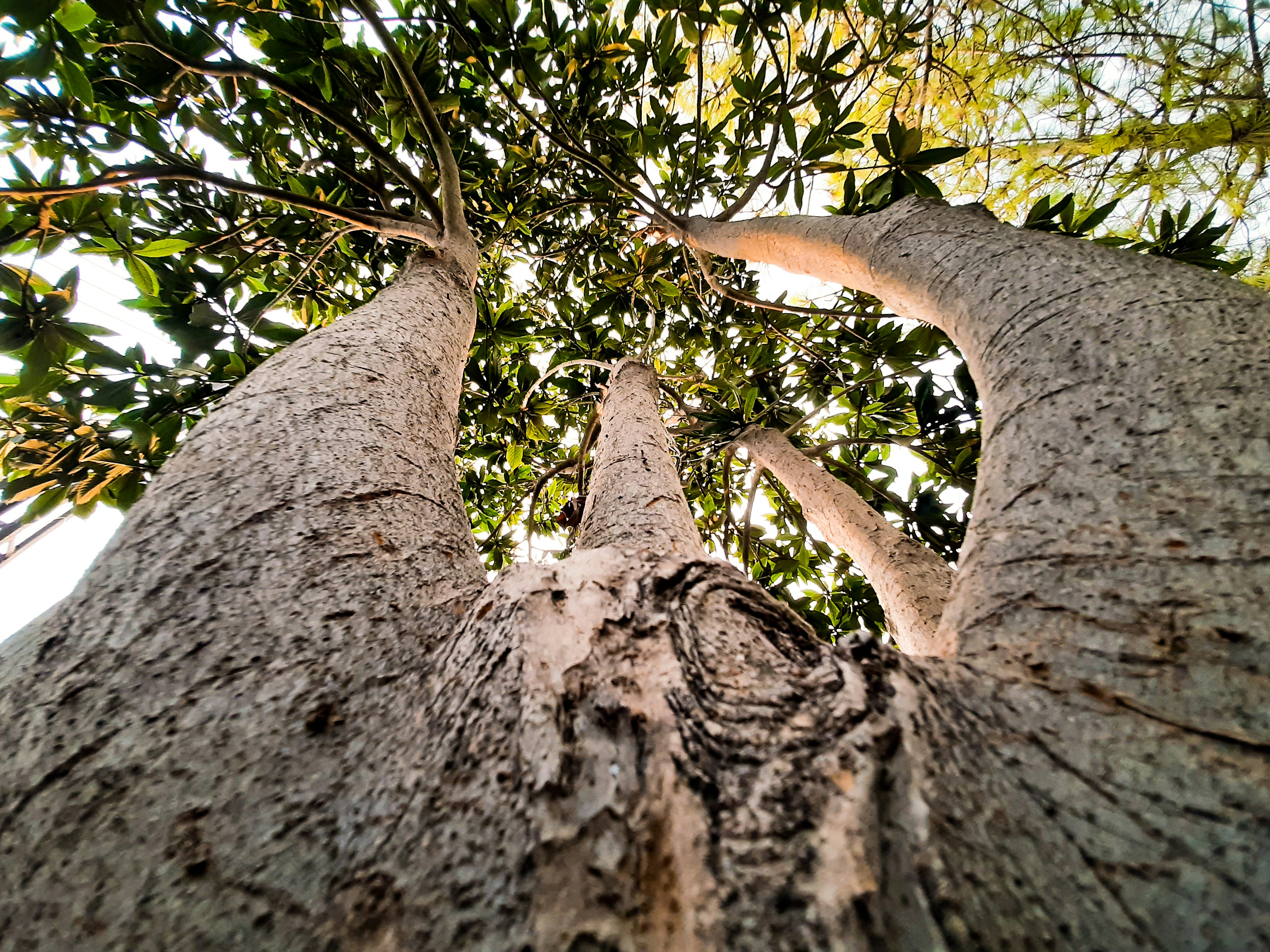 Looking up at the tops of two tall trees photo – Free Plant Image on ...