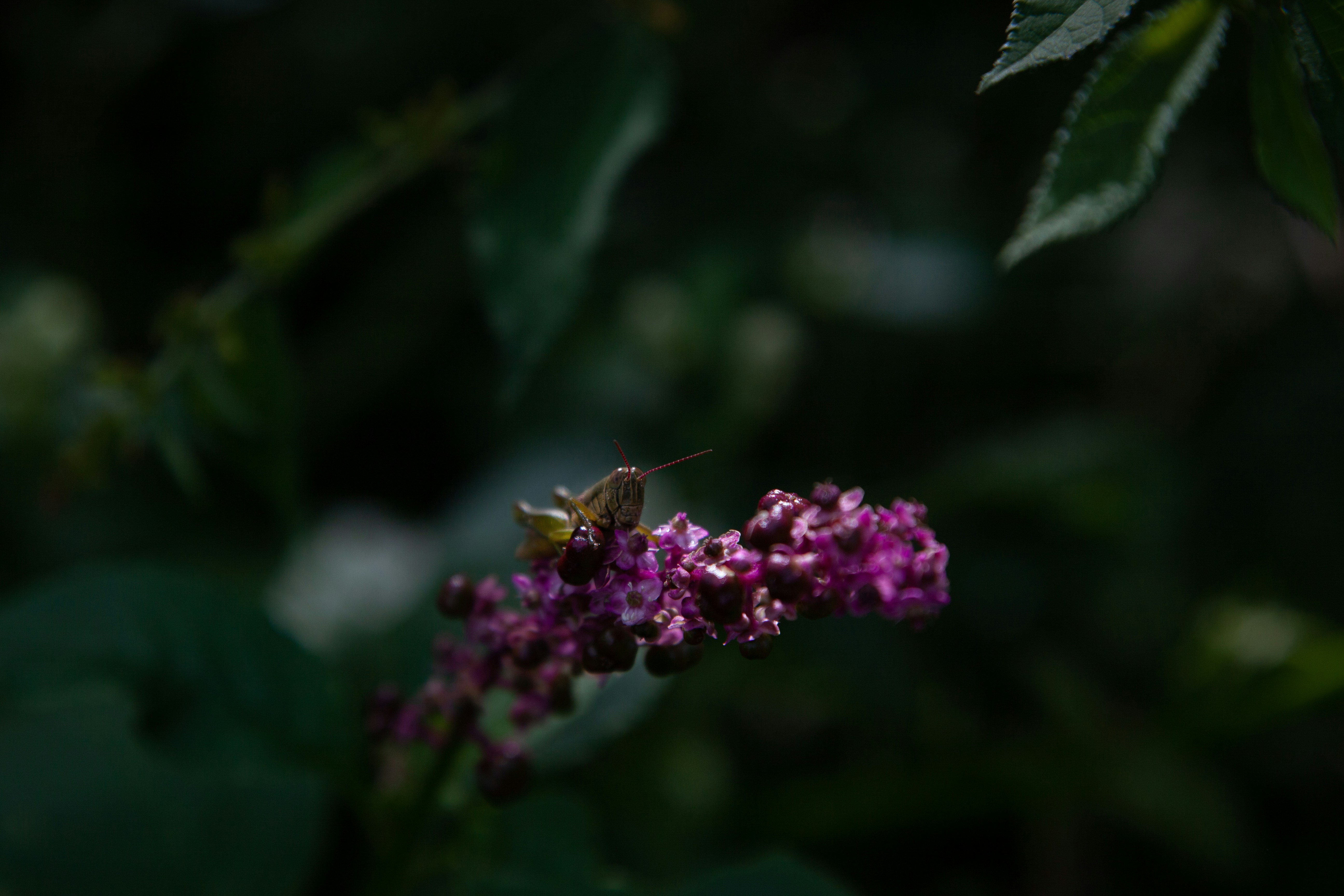 Dear visitor,
Welcome to Café Gato-Mourisco project. You can know about us visiting our website. Our purpouse is offer high-quality free biodiversity content for download. We apreciate your mention of the author atribution. Cheers, Have Fun!