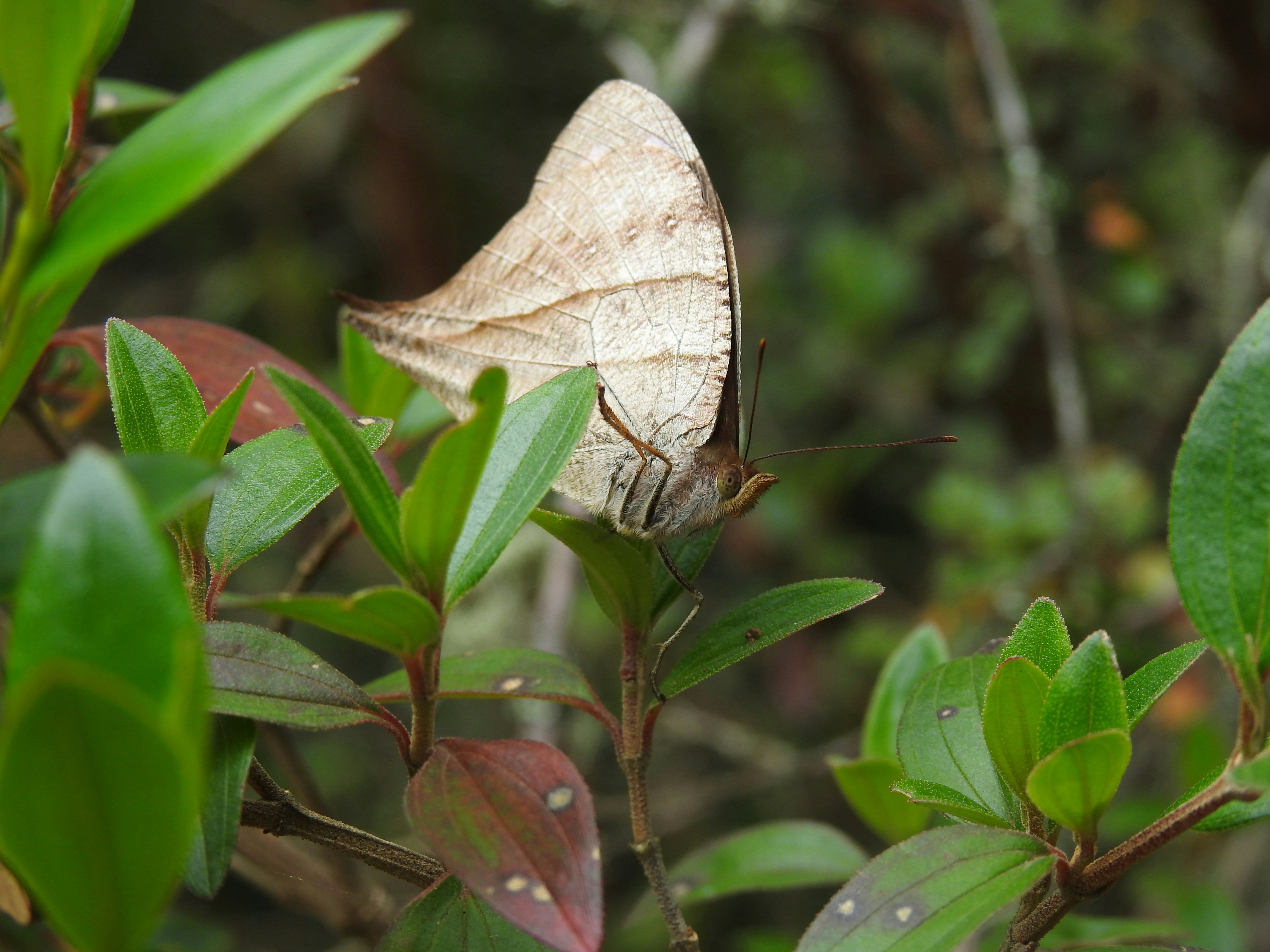 Butterfly resting on vibrant green leaves in a lush environment, showcasing intricate wing patterns and natural camouflage.