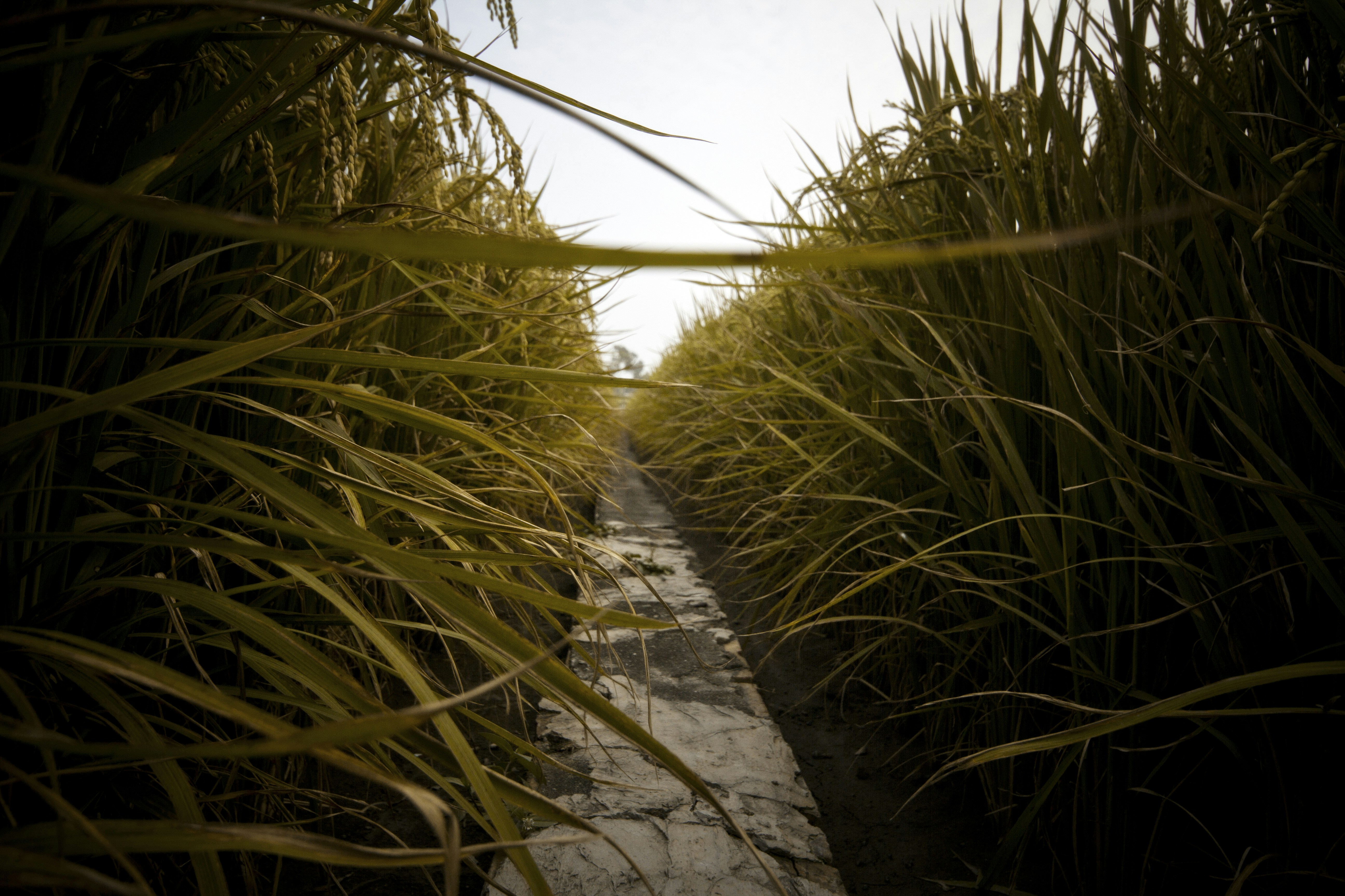 Golden Corridor: Narrow Reed Path Toward Distant Light