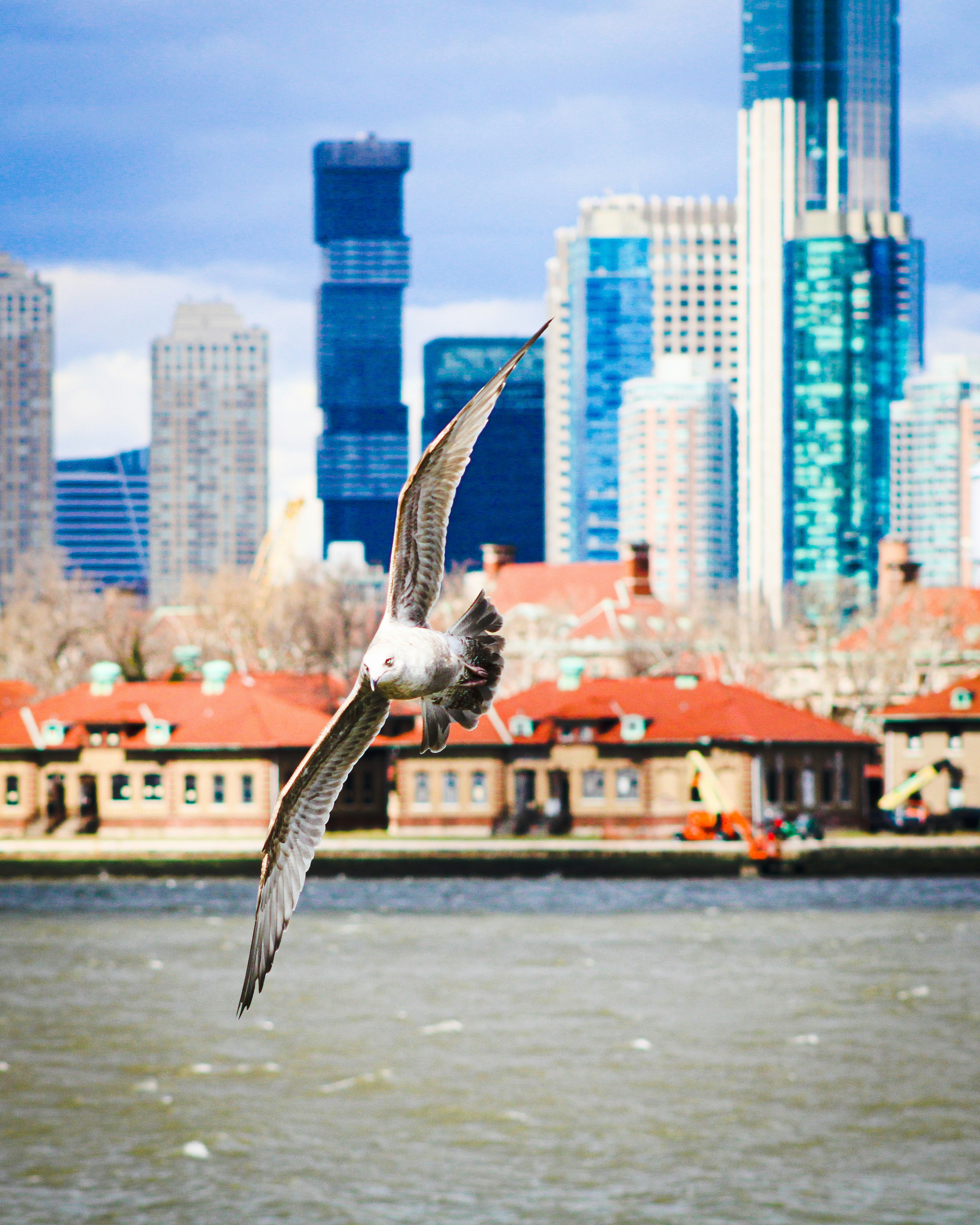 Seagull gliding gracefully over a cityscape, contrasting with modern skyscrapers and historic buildings along the waterfront.