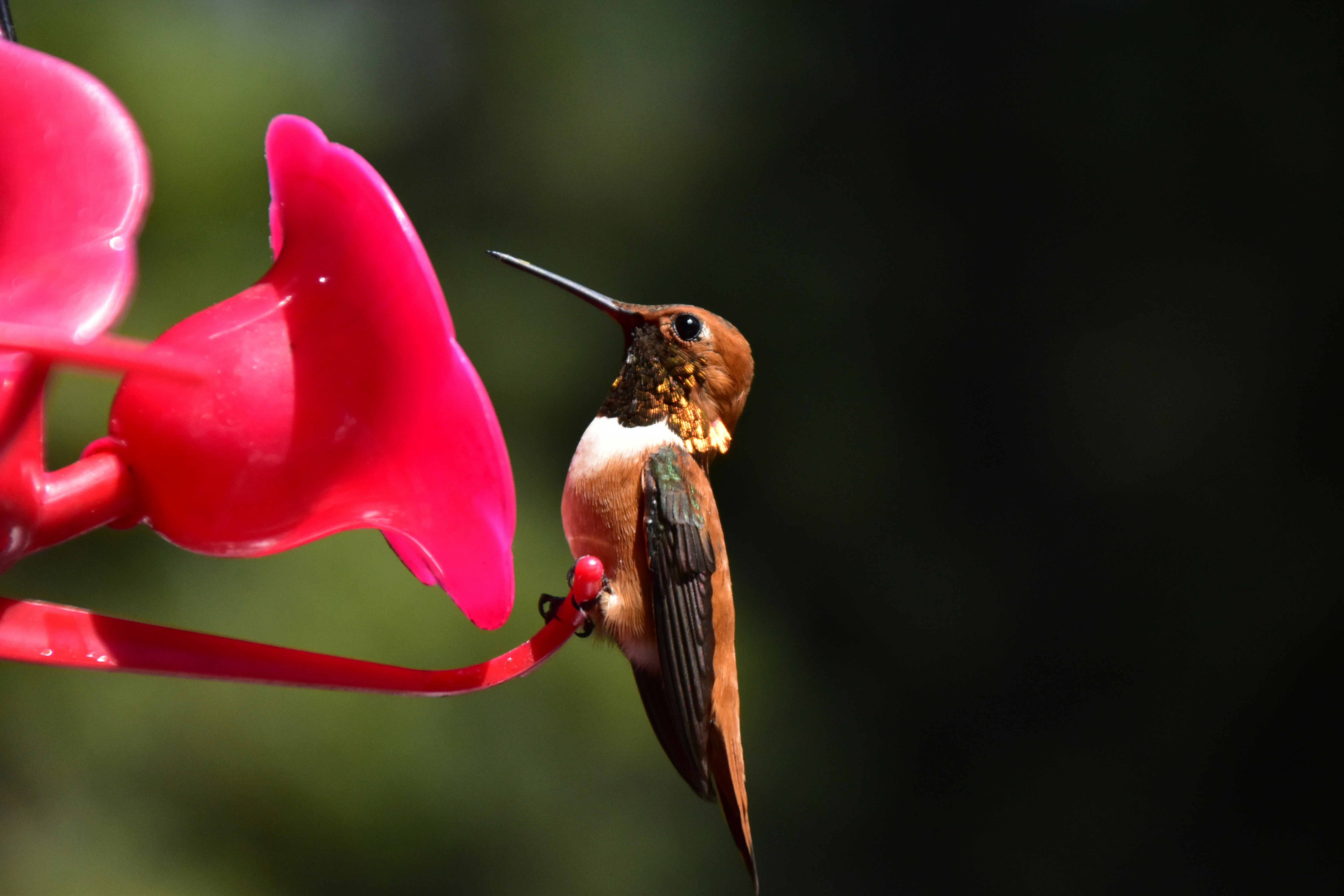 A hummingbird poised delicately near a vibrant pink flower, showcasing its iridescent feathers against a blurred background.