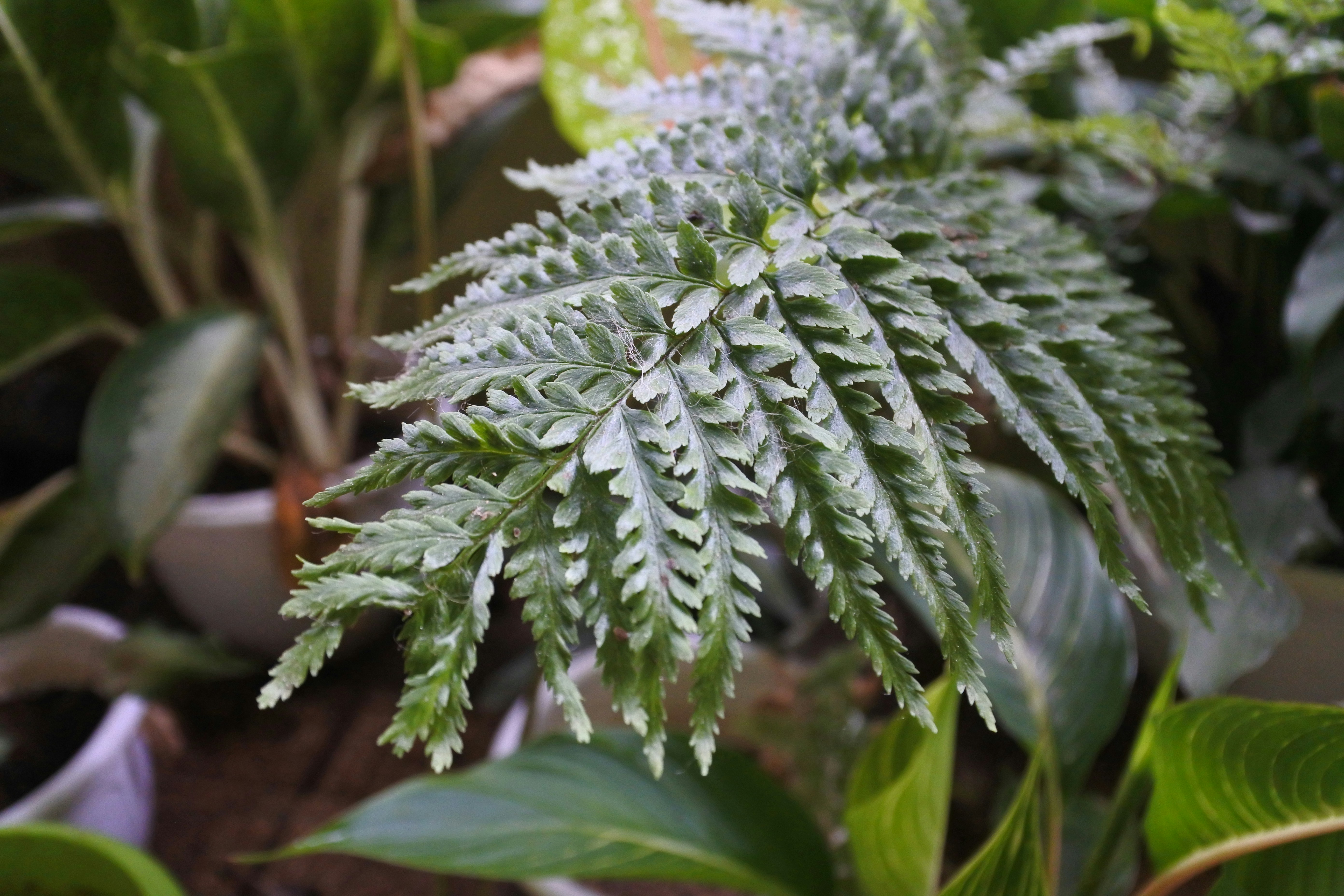 Ice-Pressed Fronds: A Close-Up of a Frosted Fern
