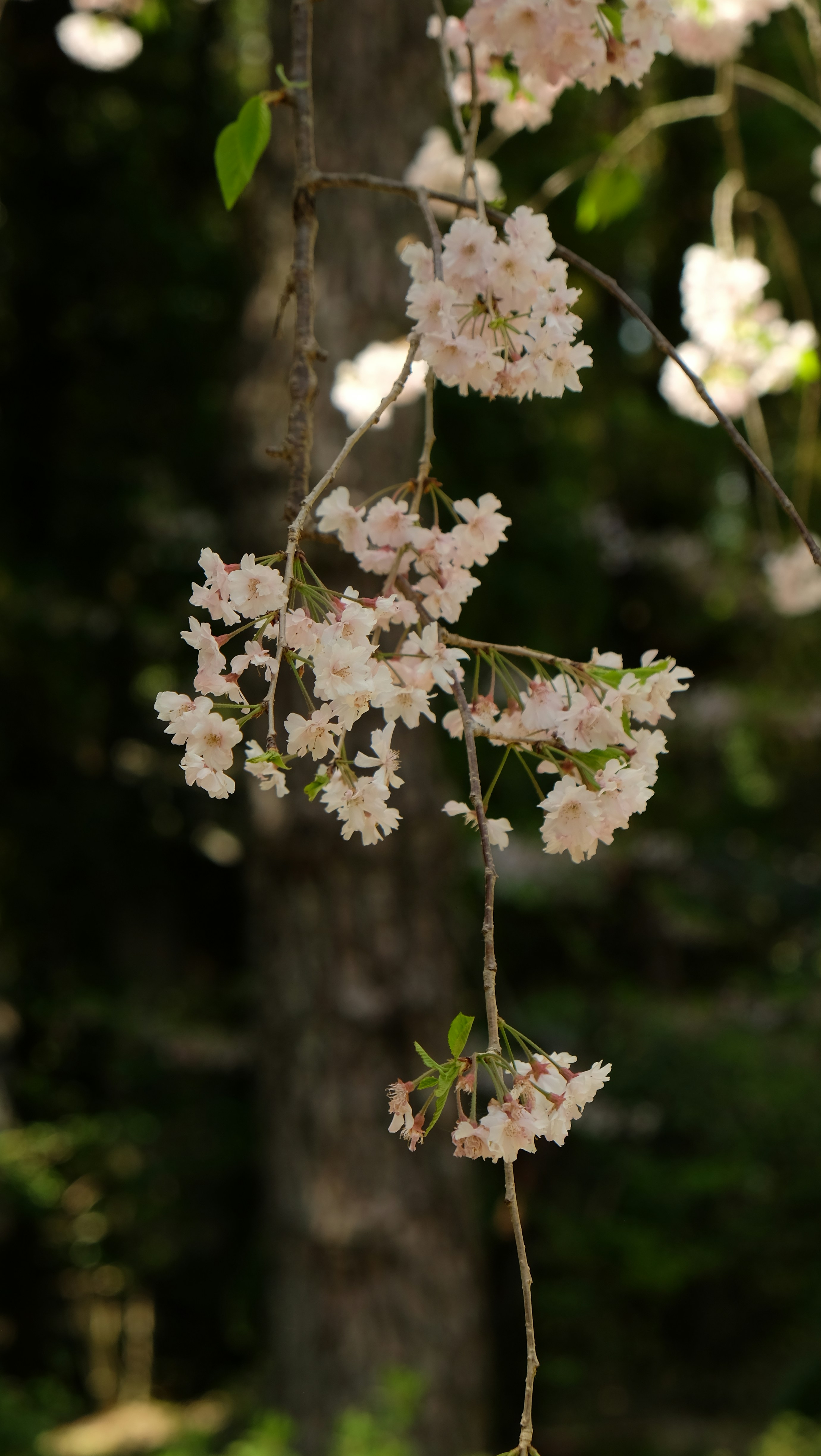 a branch of a tree with white flowers