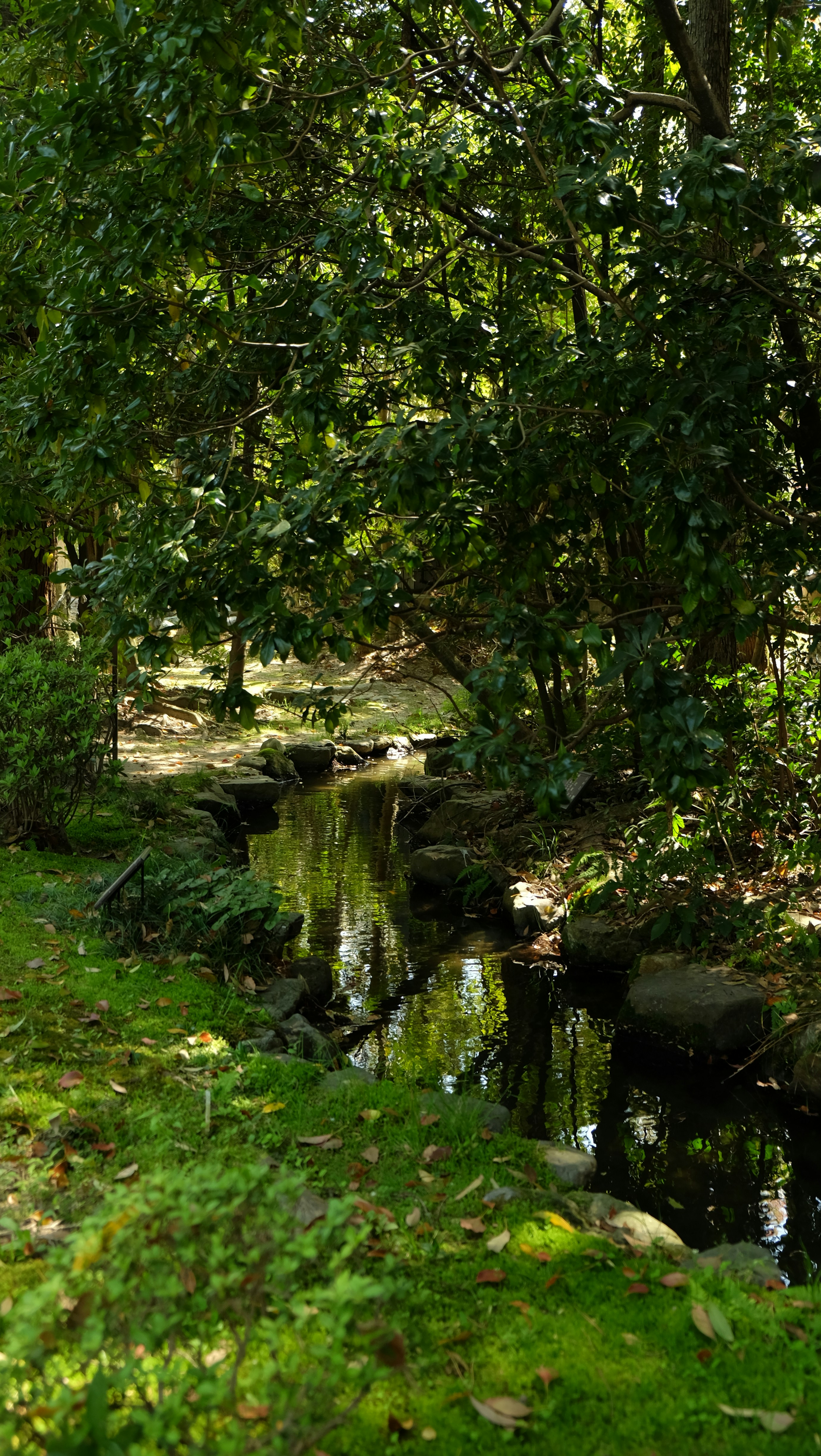 Serene stream winding through lush greenery, reflecting dappled sunlight. Ideal for nature enthusiasts seeking a peaceful retreat.