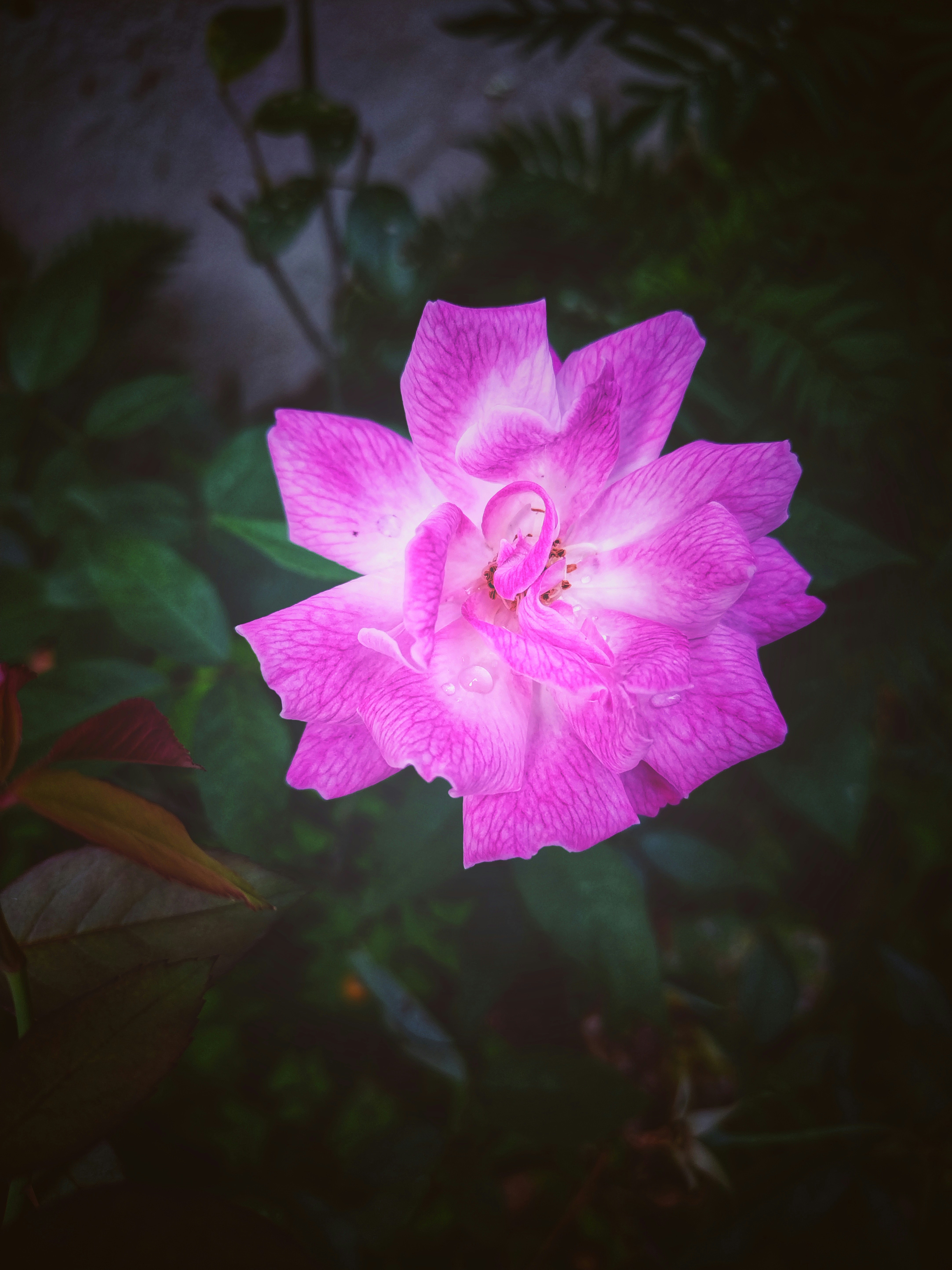 Magenta Bloom in Velvet Night
