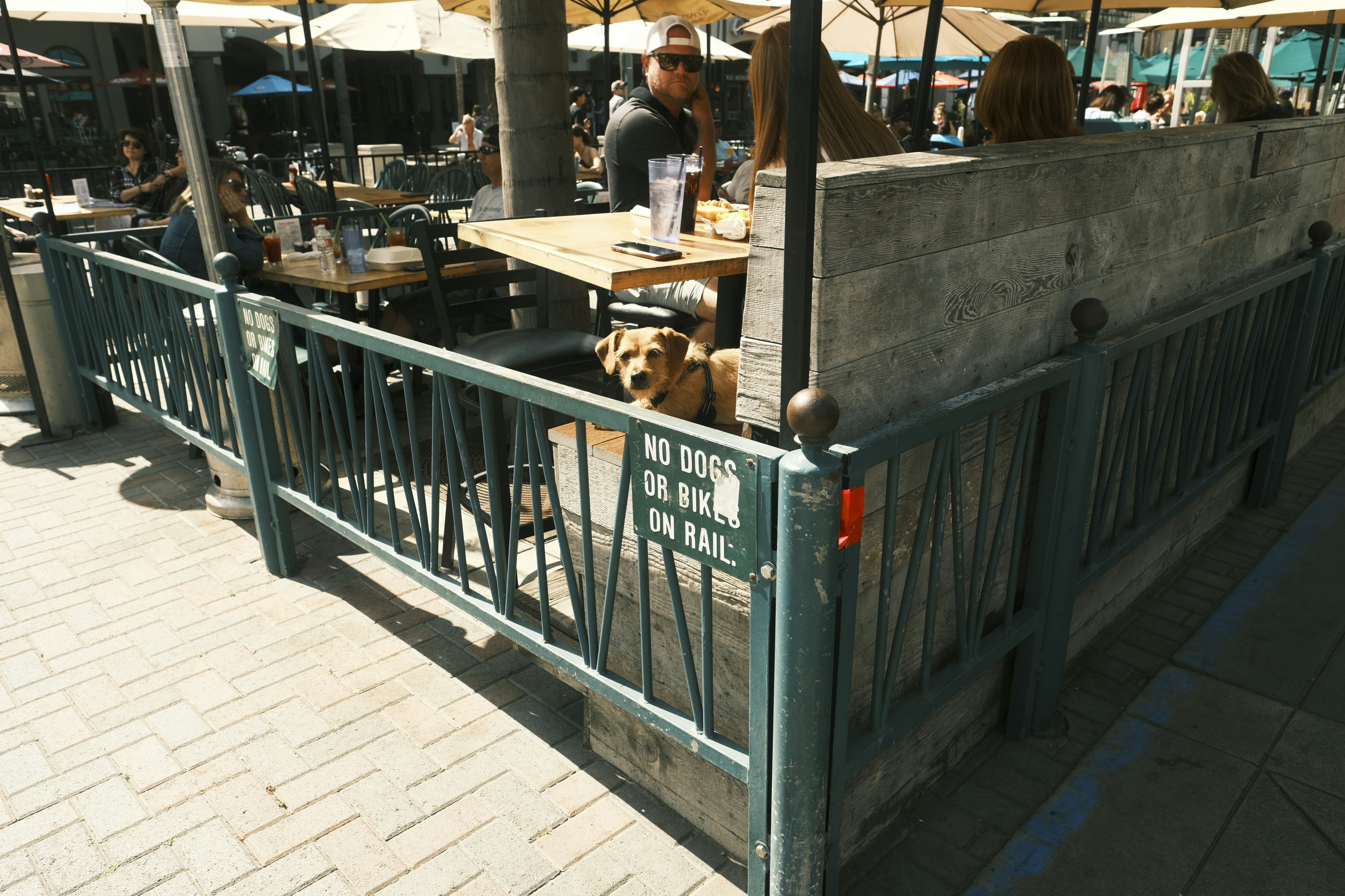 a dog sitting at a table in a restaurant