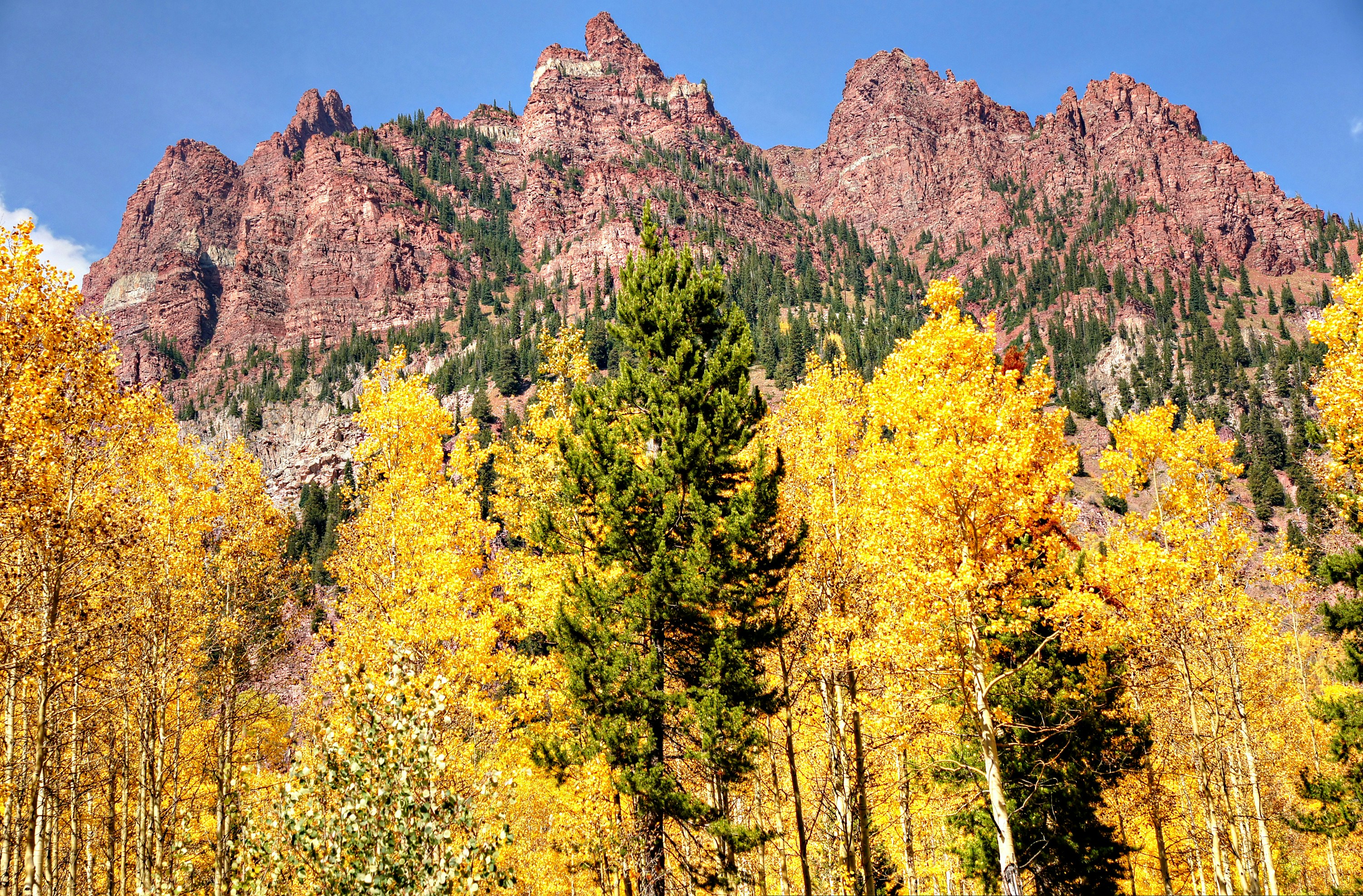 Un bosque lleno de muchos árboles amarillos y verdes foto – Imagen de ...