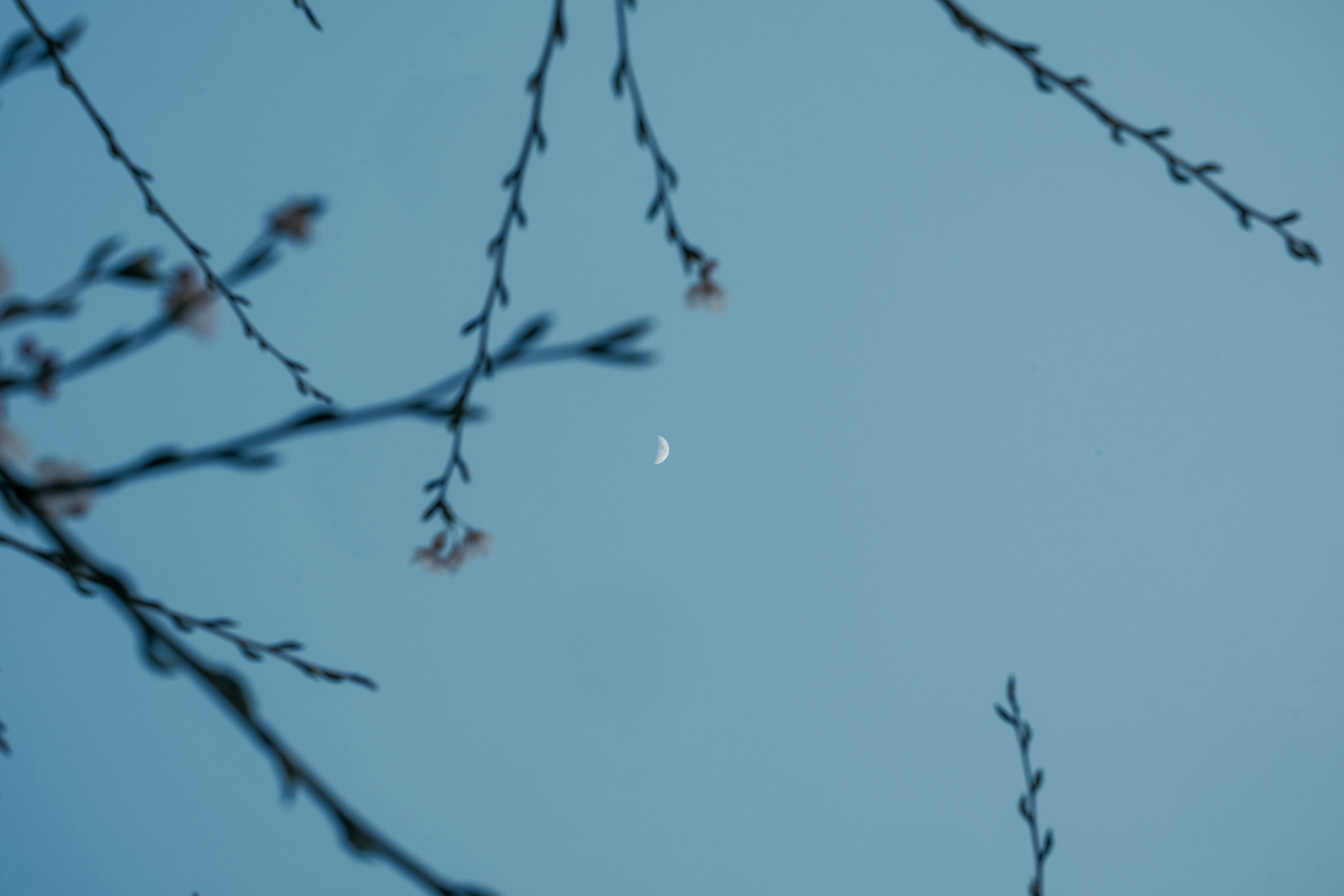 Crescent Moon Between Winter Branches in a Quiet Blue Sky