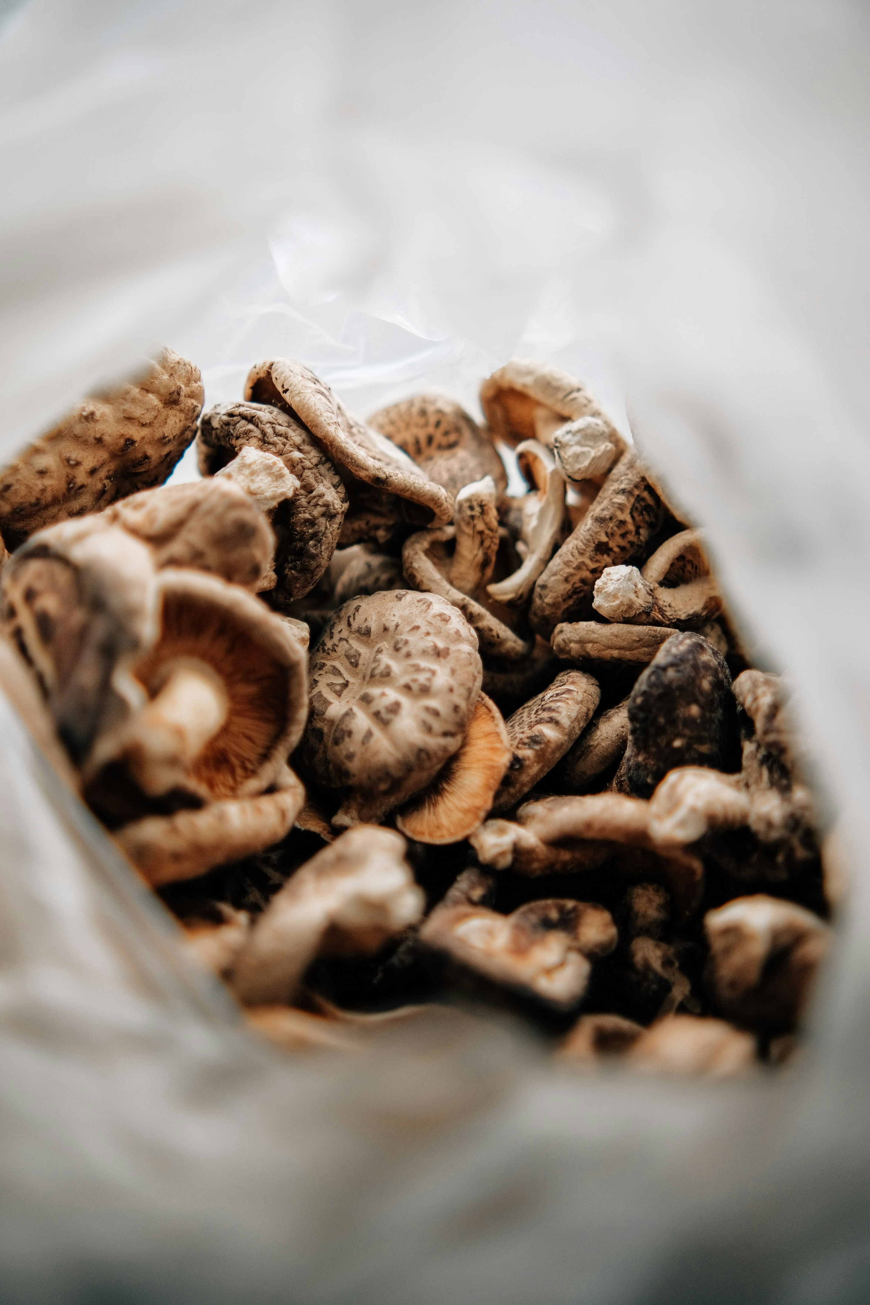 A Hidden Harvest: The Wonders of Wild Mushrooms