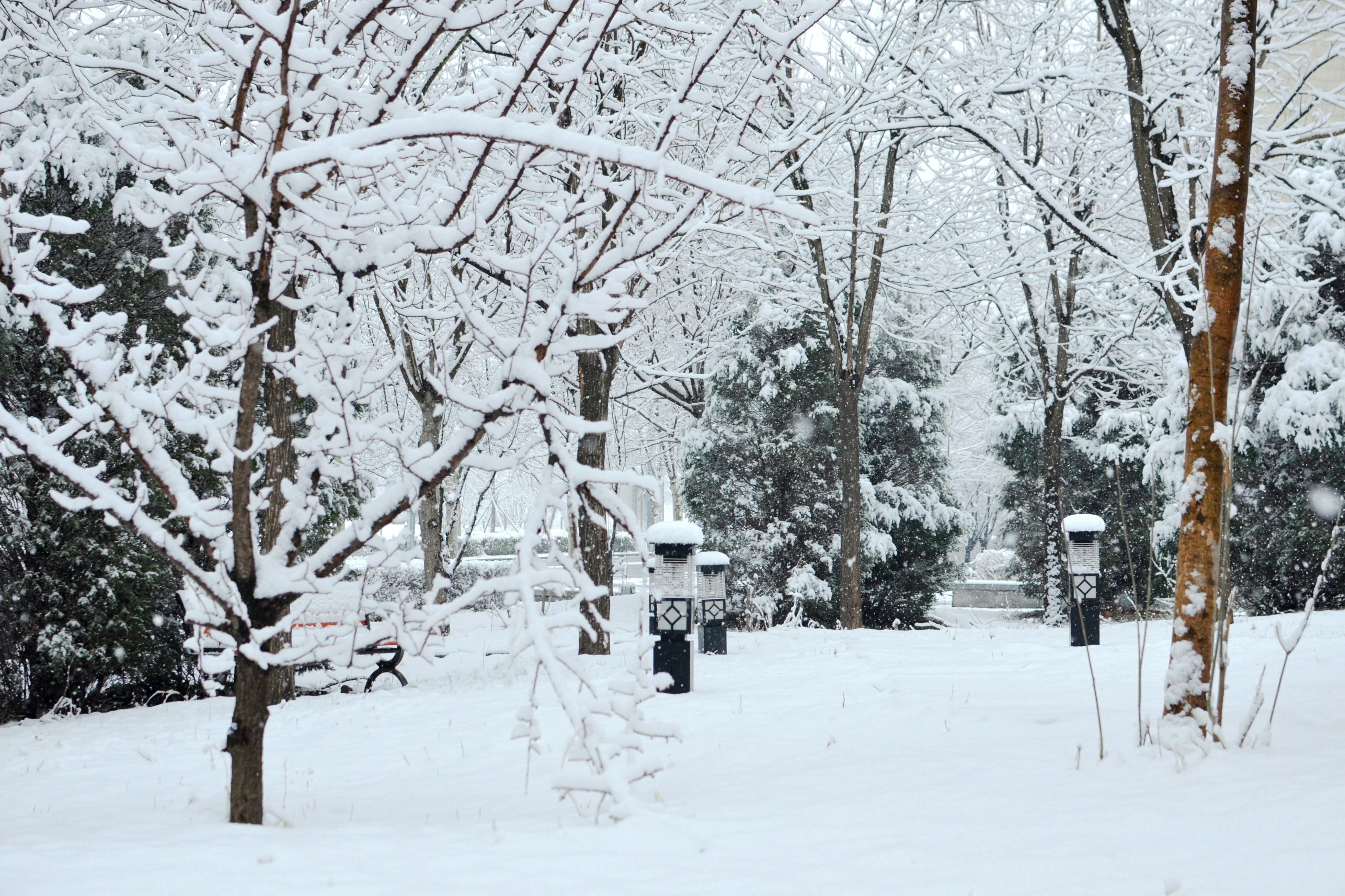 A park covered in snow with lots of trees photo – Free Grey Image on ...