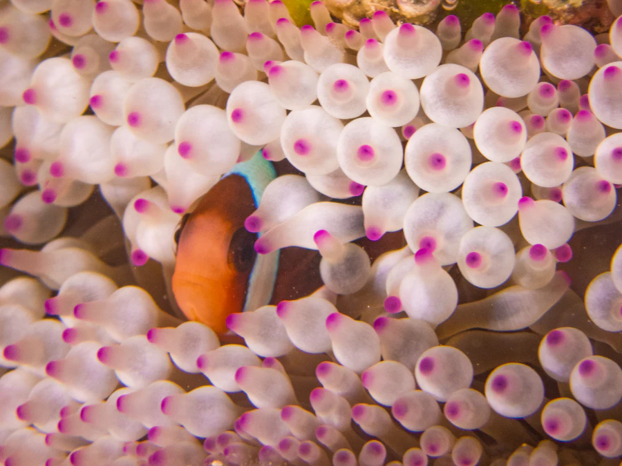 Orange clownfish peeking out from among pale pink-tipped sea anemone tentacles.