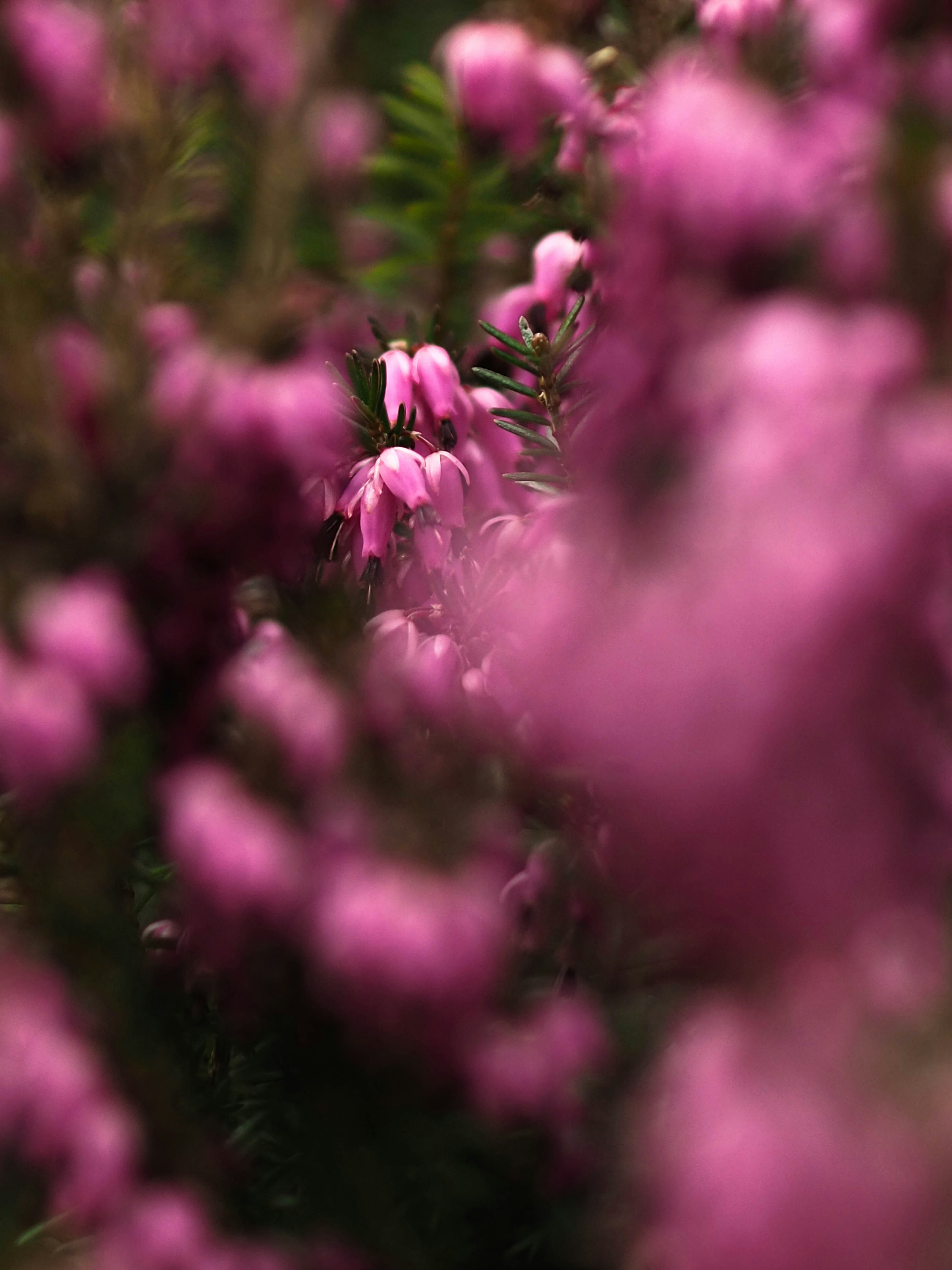 Un bouquet de fleurs roses dans un champ photo – Photo Fleur Gratuite ...
