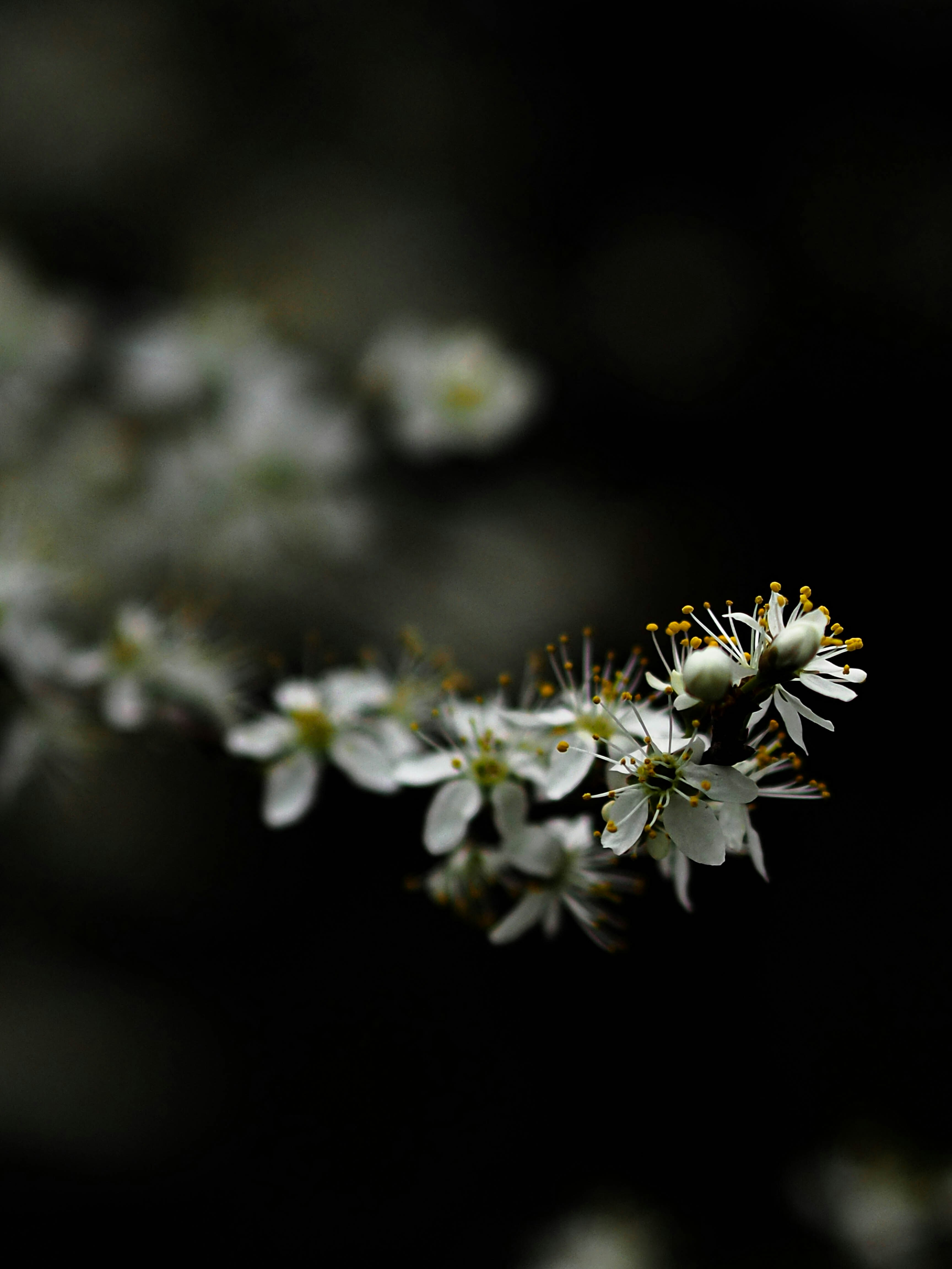 Whispering White Blossoms in Velvet Darkness